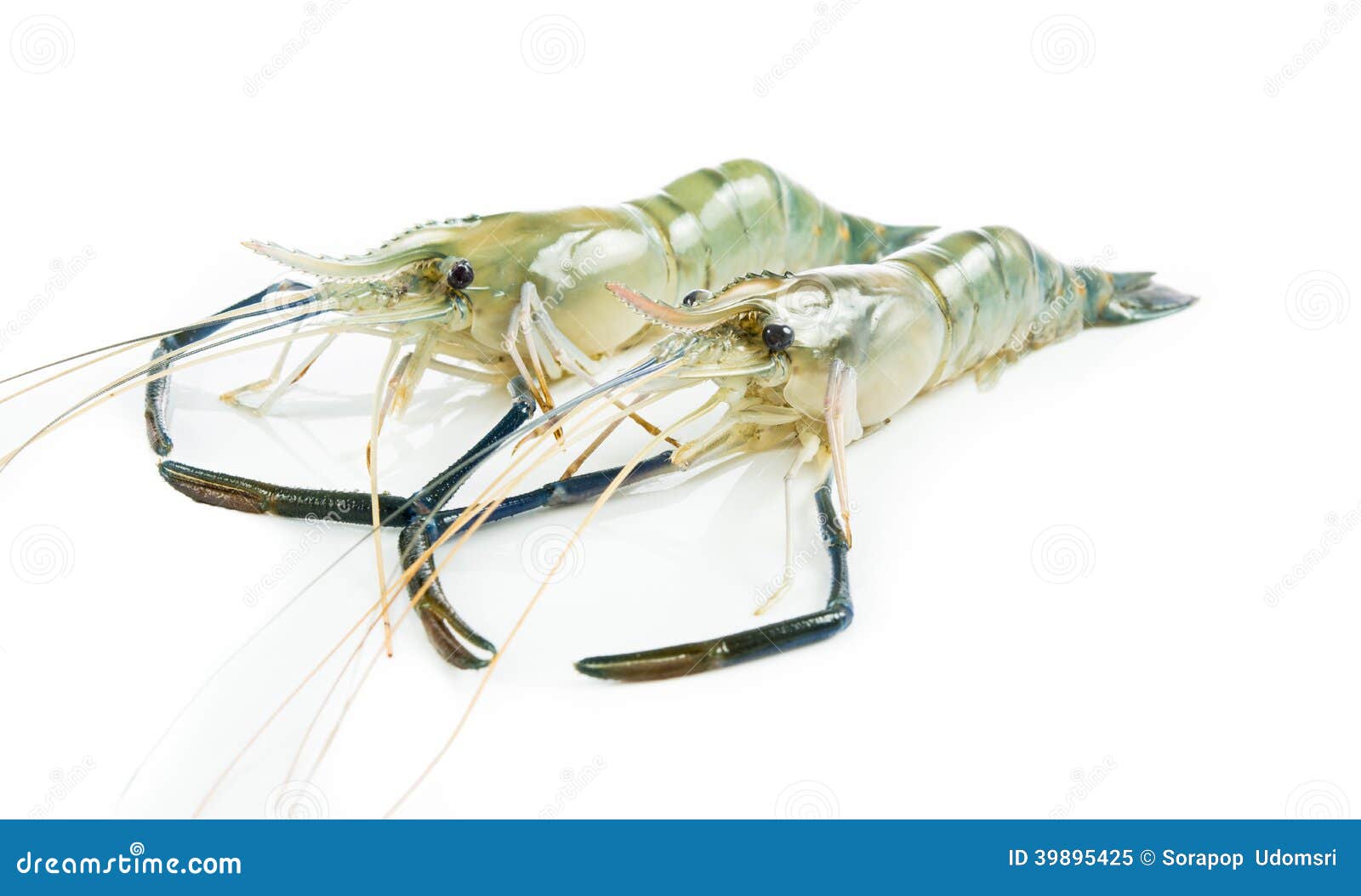 Close Up Prawn or Raw Shrimp Isolated Stock Image - Image of green ...