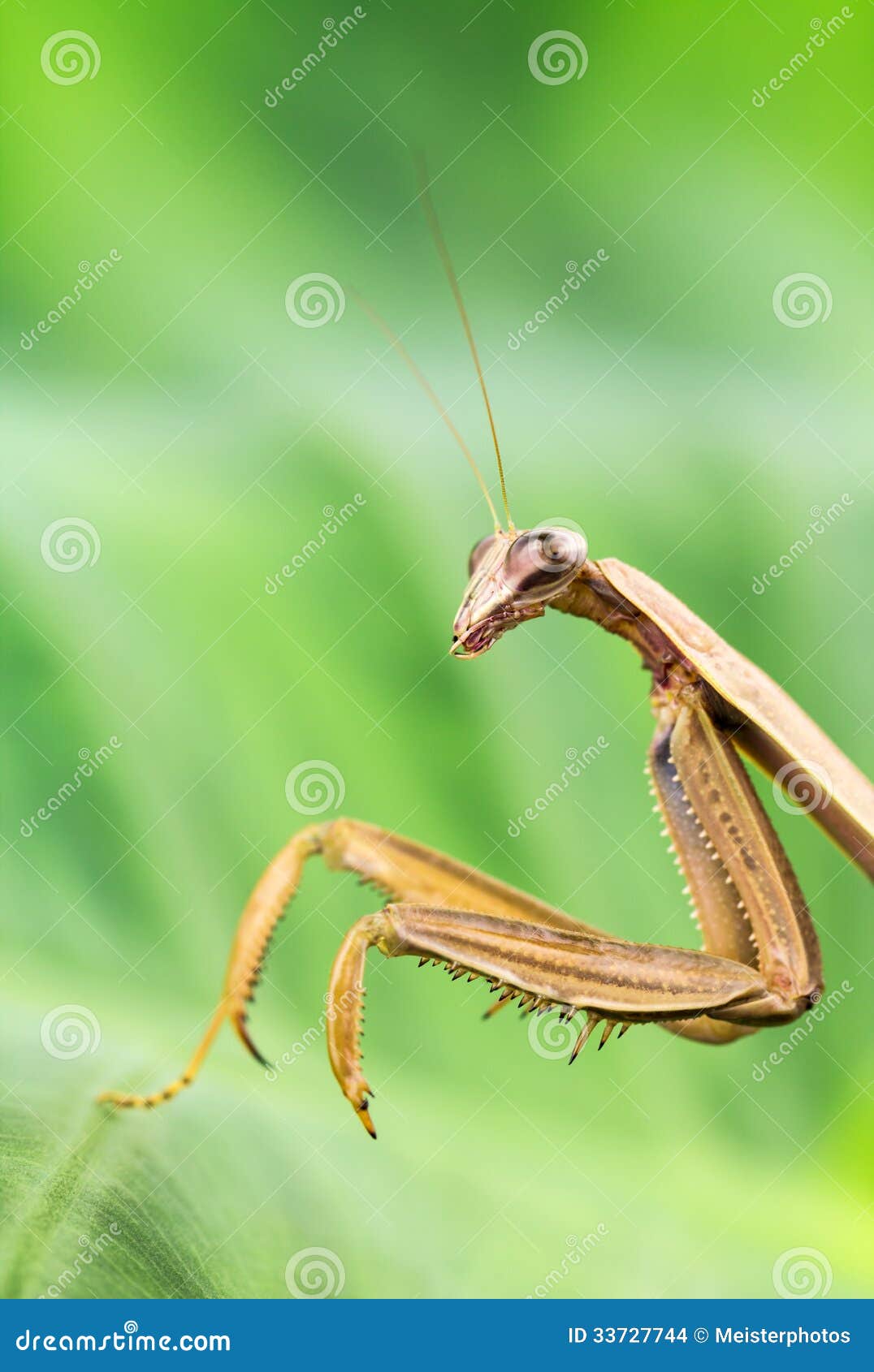 Close-up of Praying Mantis. Stock Photo - Image of predator, closeup ...