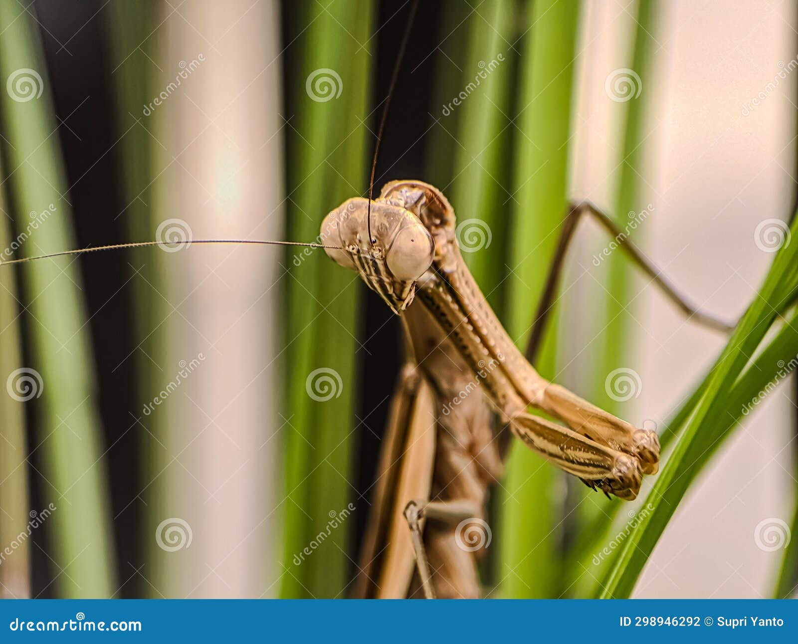 Close Up of Praying Mantis, Beautiful Predator. Stock Photo - Image of ...