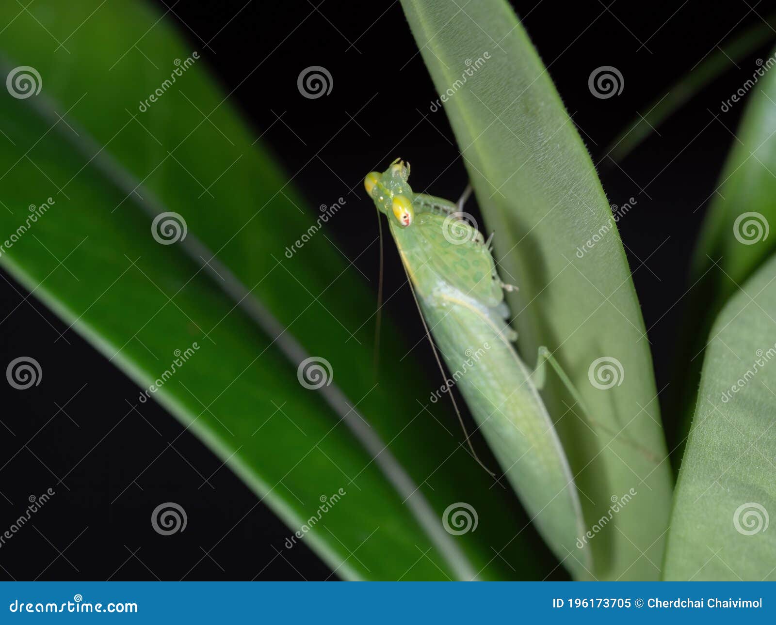 Close Up Praying Mantis Camouflage on Back of Green Leaf Stock Image ...