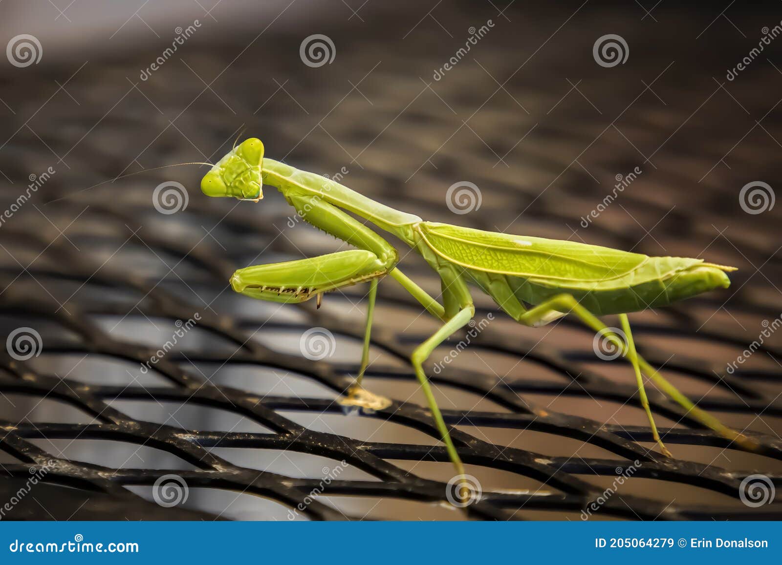Close Up Praying Mantis Insect with Face Turned Towards Camera Stock ...