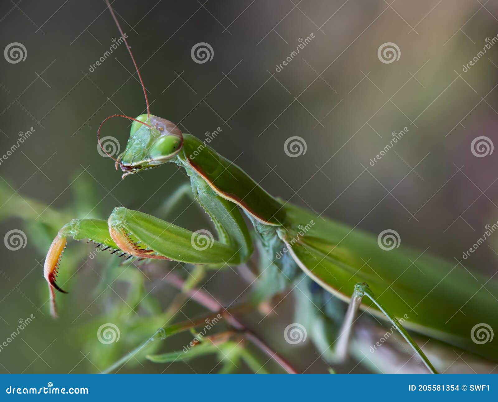 Macro of a Praying Mantis Mantis Religiosa Stock Photo - Image of ...