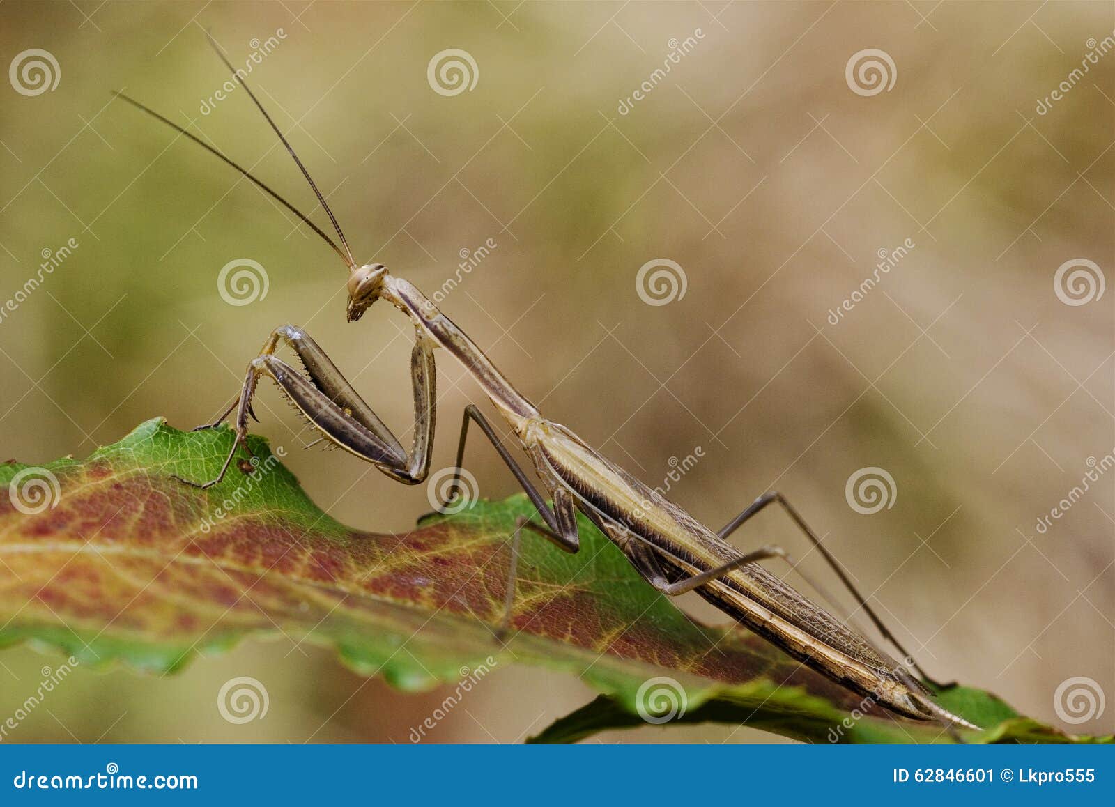 Close up of praying mantis stock image. Image of green - 62846601