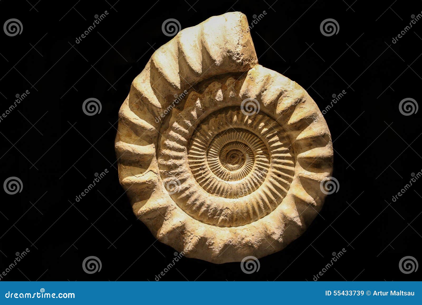 Close Up of a Prehistoric Fossil Stock Image - Image of fossilization ...