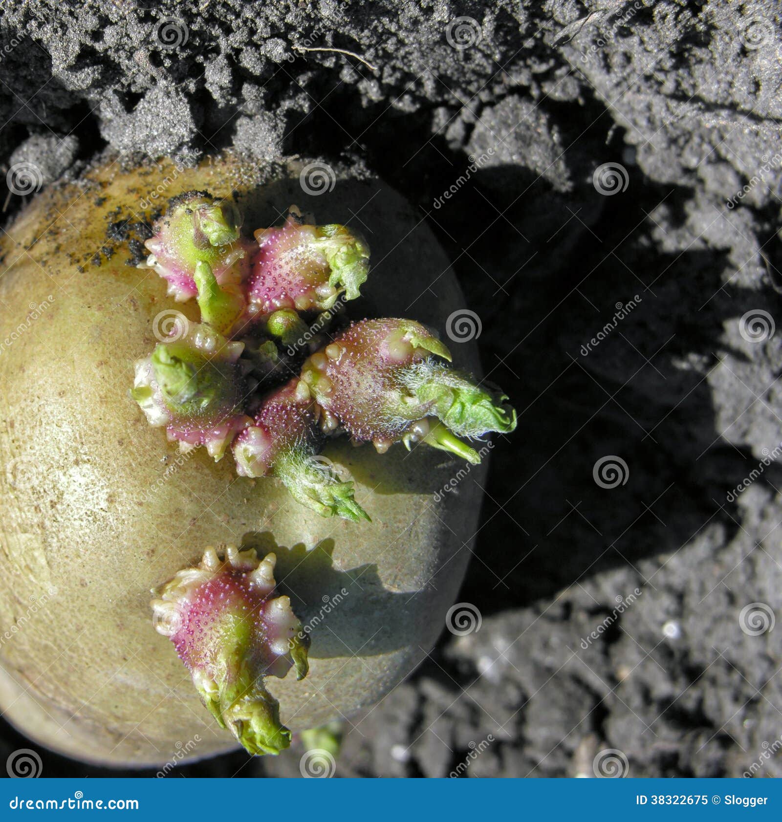 Close-up of Prepared Germinating Potato Stock Image - Image of ...