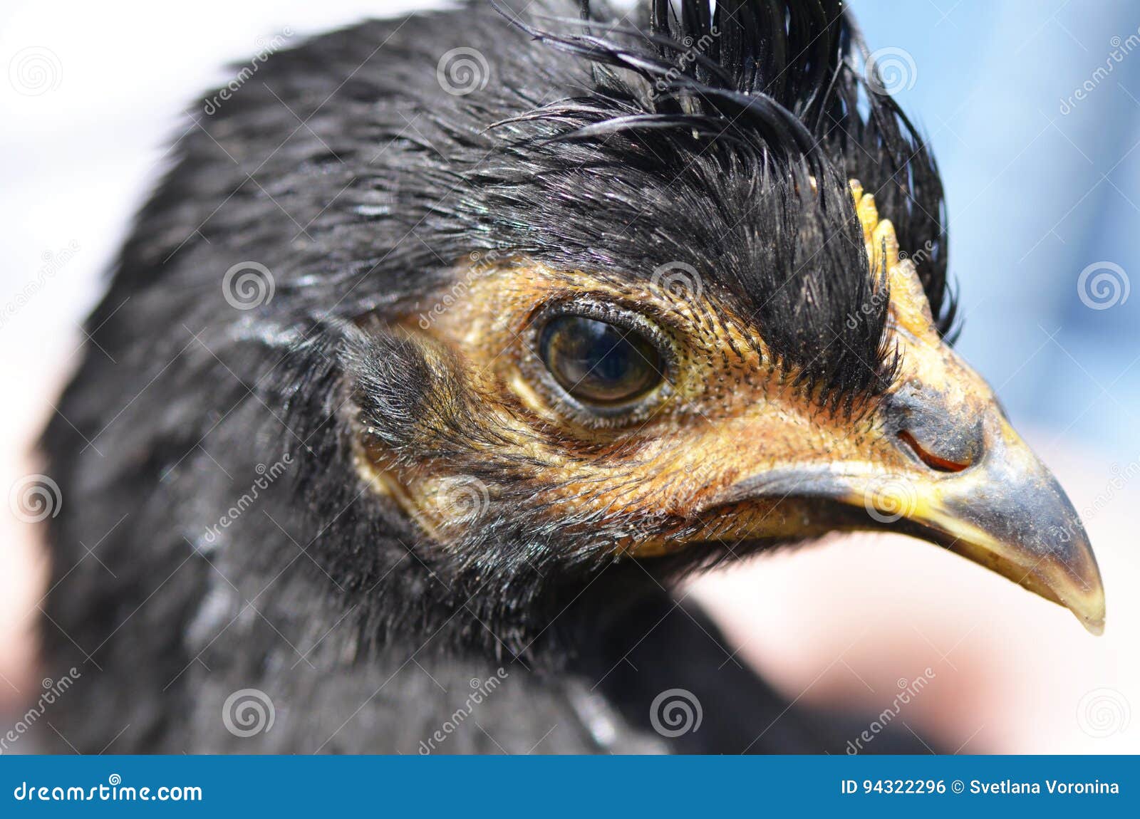 Close Up Preto Principal Do Pintainho Foto de Stock - Imagem de preto ...