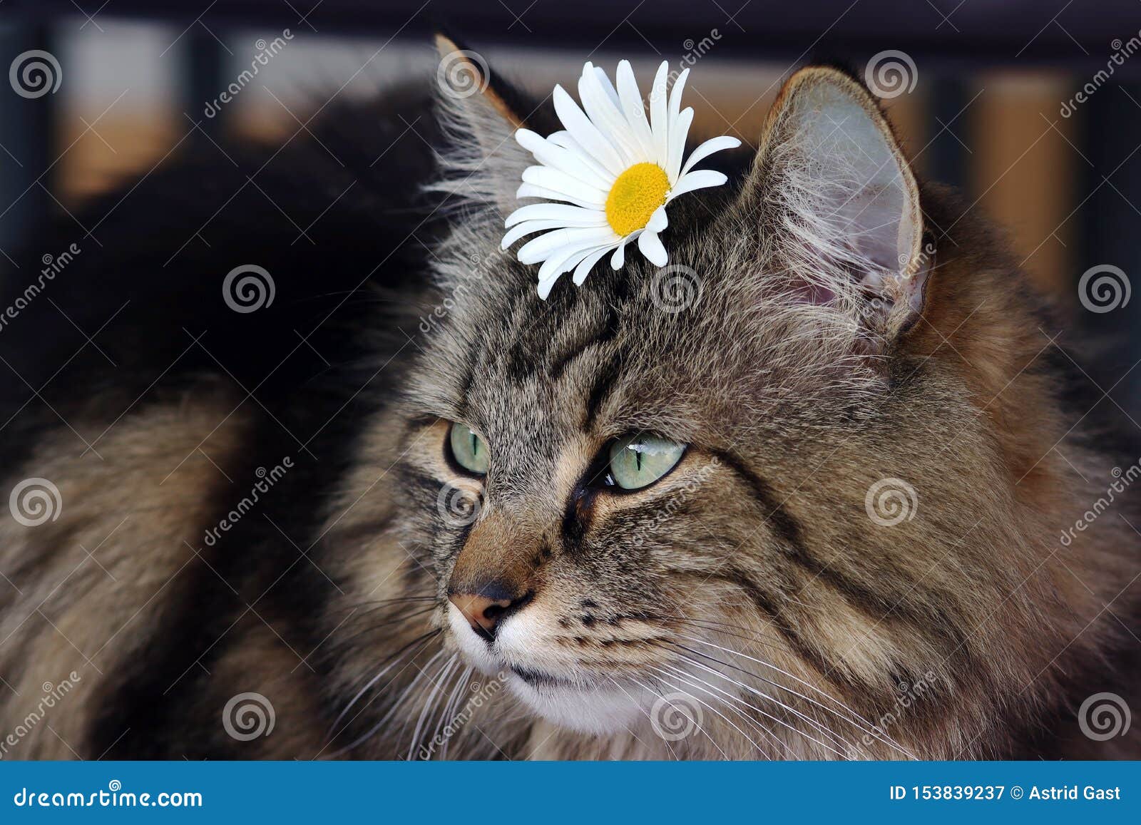 Close-up of a Pretty Brown Norwegian Forest Cat with a Flower Stock ...