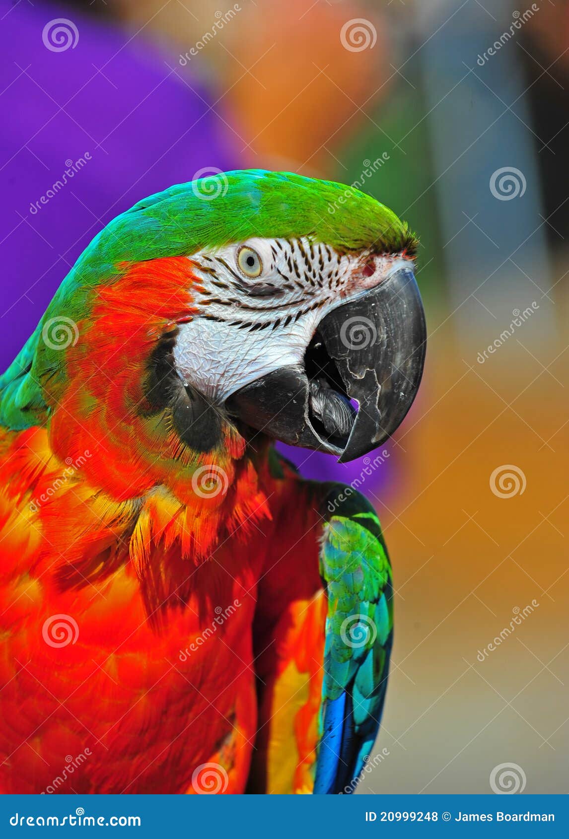Close Up Pretty Green Head Macaw Stock Photo - Image of beak, color ...