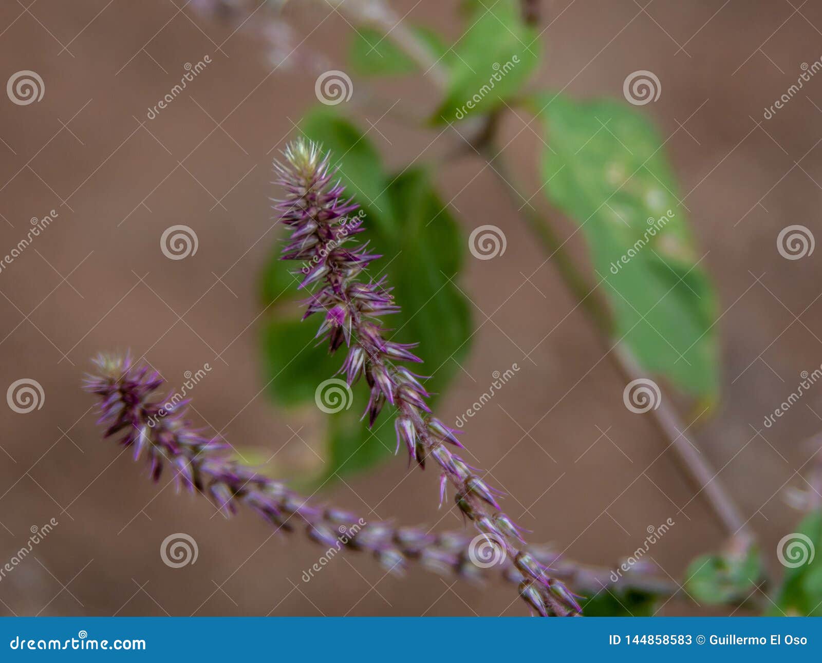 Close Up of the Prickly Chaff Flower on the Way Stock Image - Image of ...