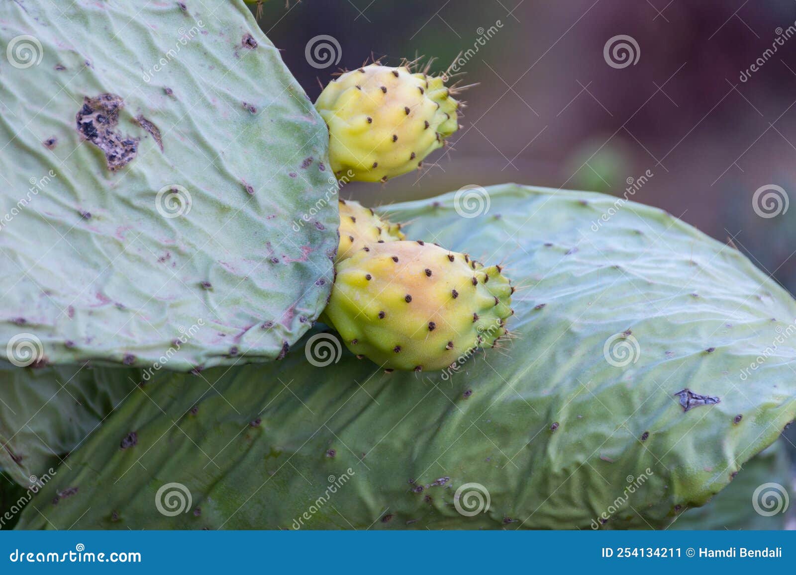 Close Up of Prickly Pear Cactus Fruit on the Cactus Tree. Stock Image ...