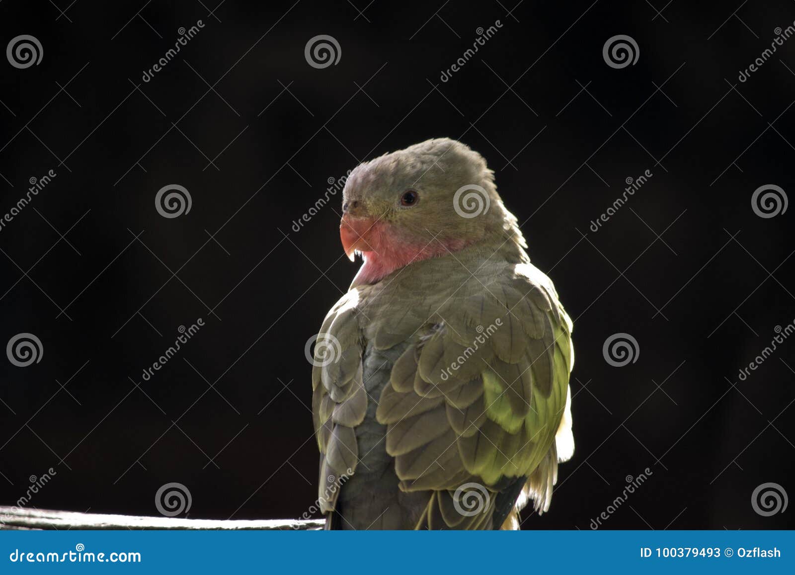Princess parrot stock image. Image of bird, beak, parrot - 100379493