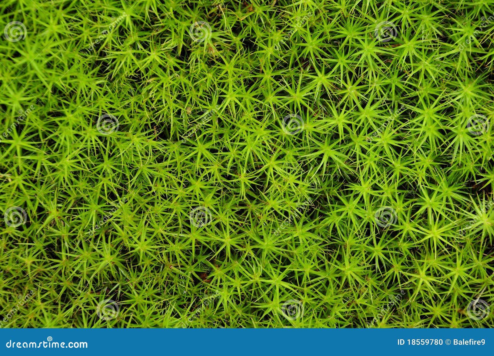 Close-up of Princess Pine Groundcover Stock Photo - Image of flora ...