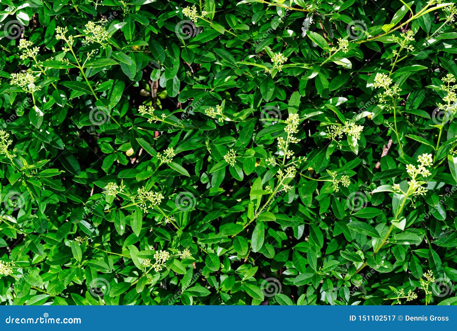 Close Up of Privet Hedge Branches Stock Image - Image of nature, formal ...