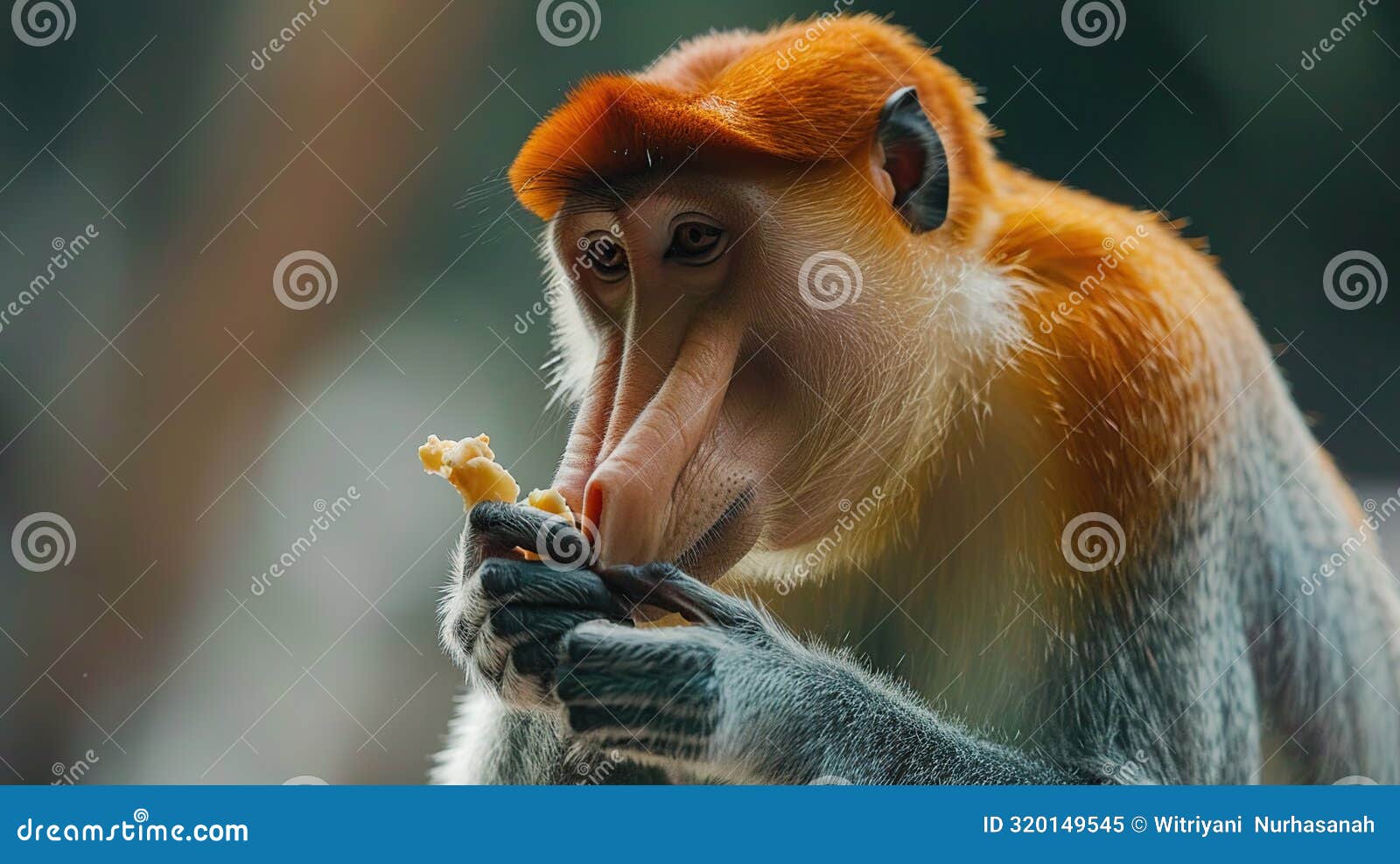 Close Up of Proboscis Monkey Eating . Generative Ai Stock Illustration ...
