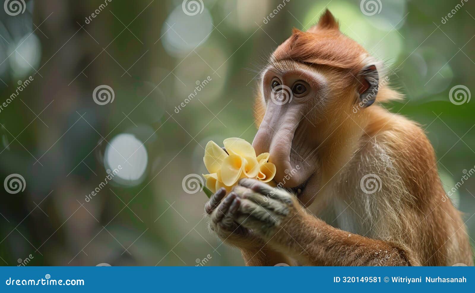 Proboscis Monkey Stock Illustration | CartoonDealer.com #293682364