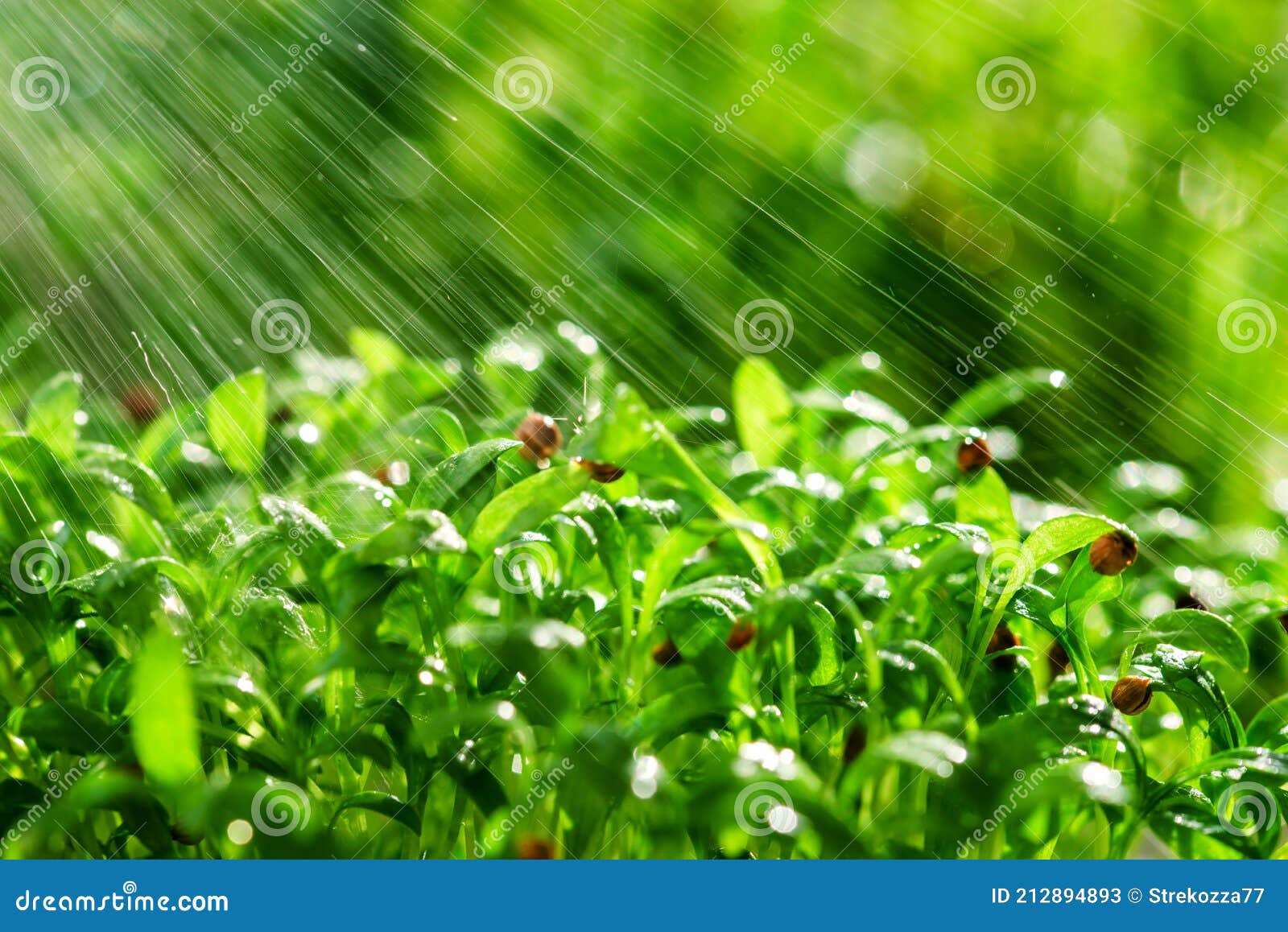 Close-up Of The Process Of Watering The Sprouted Microgreen In The Sun ...