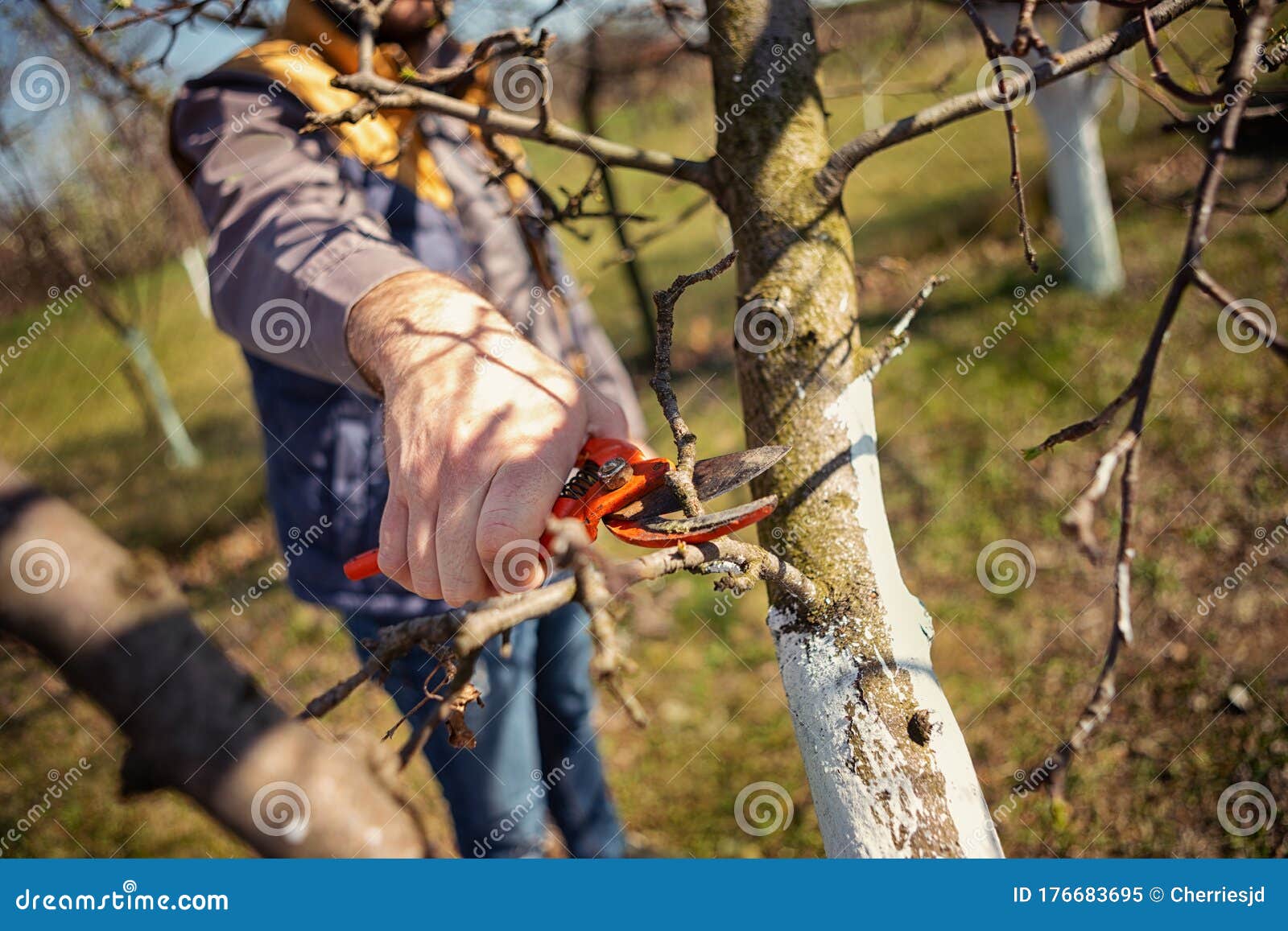 Close-up of a Professional Gardener Pruning a Tree Stock Image - Image ...