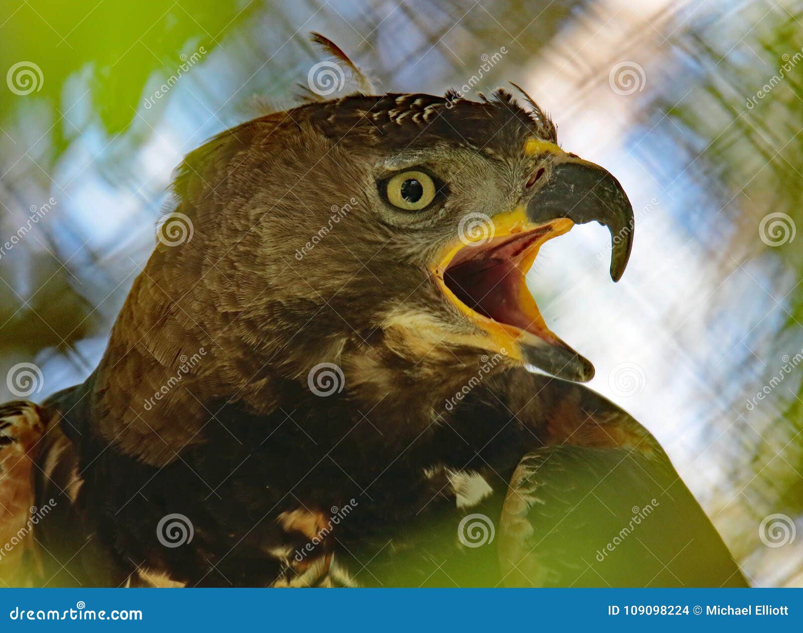 African Crowned Eagle stock photo. Image of power, feathers - 109098224
