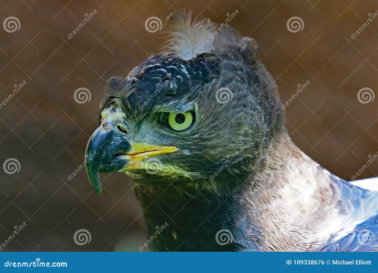 African Crowned Eagle stock photo. Image of closeup - 109338676