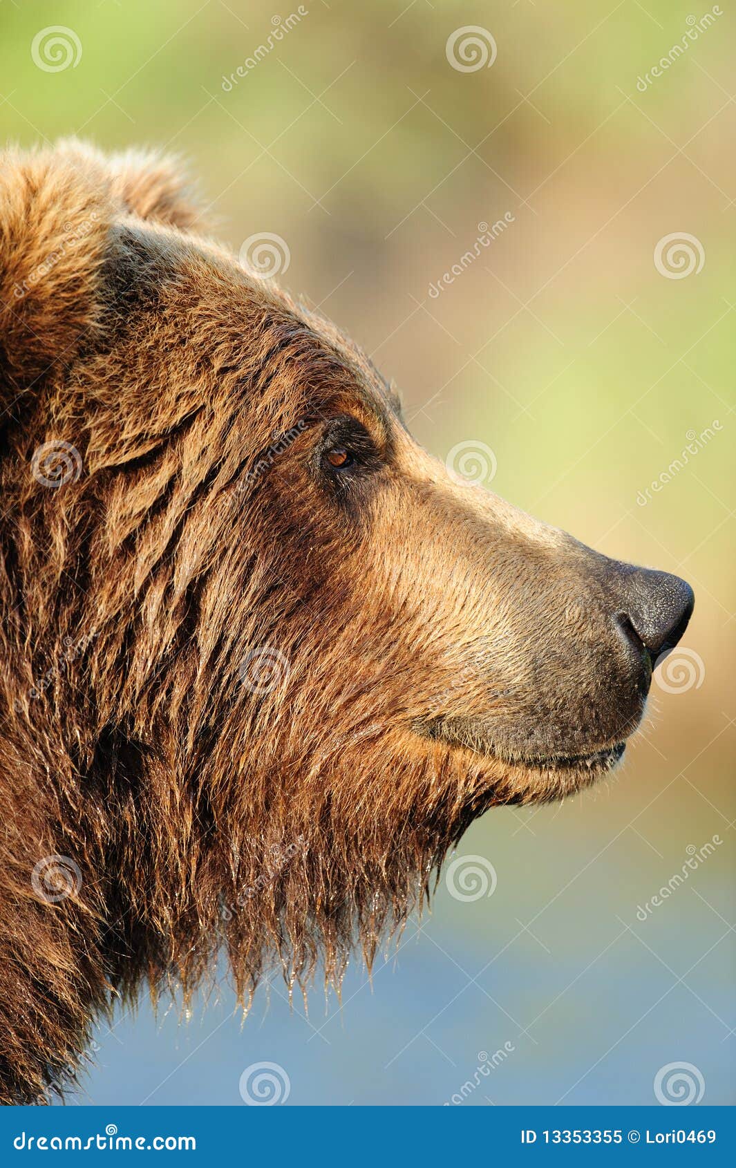 Close up profile of bear stock image. Image of wildlife - 13353355