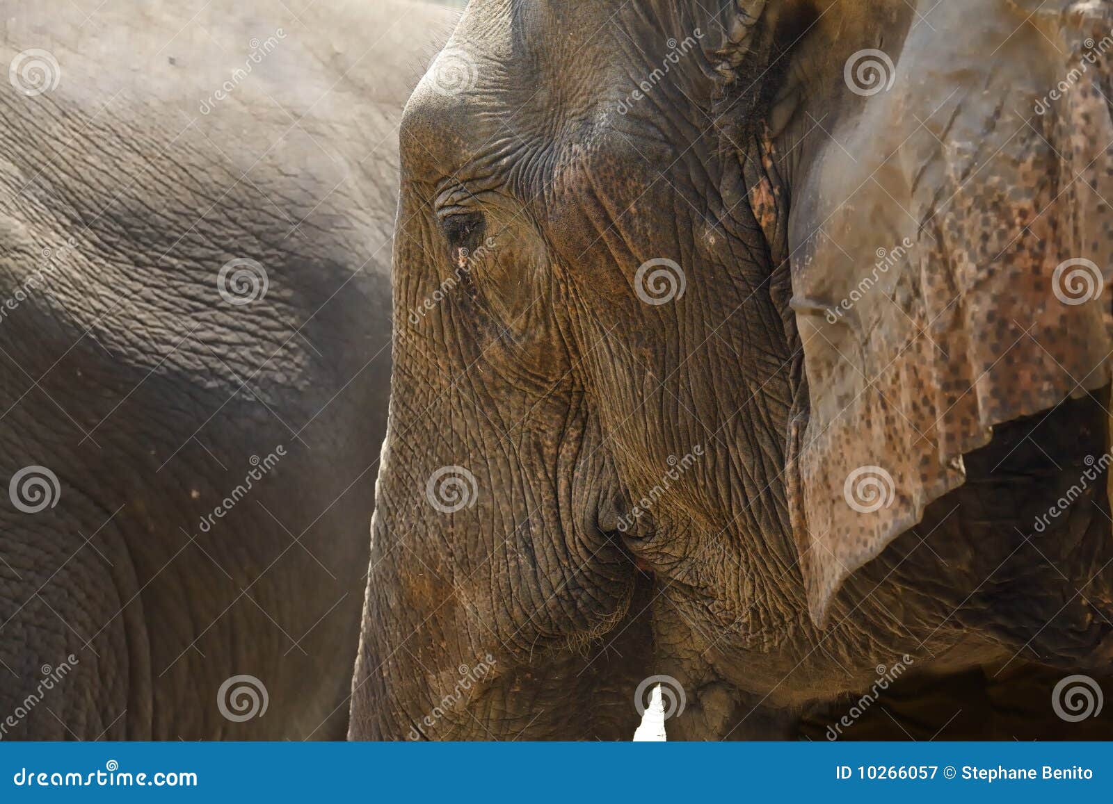 Close-up Profile Elephant Head. Stock Image - Image of close, huge ...