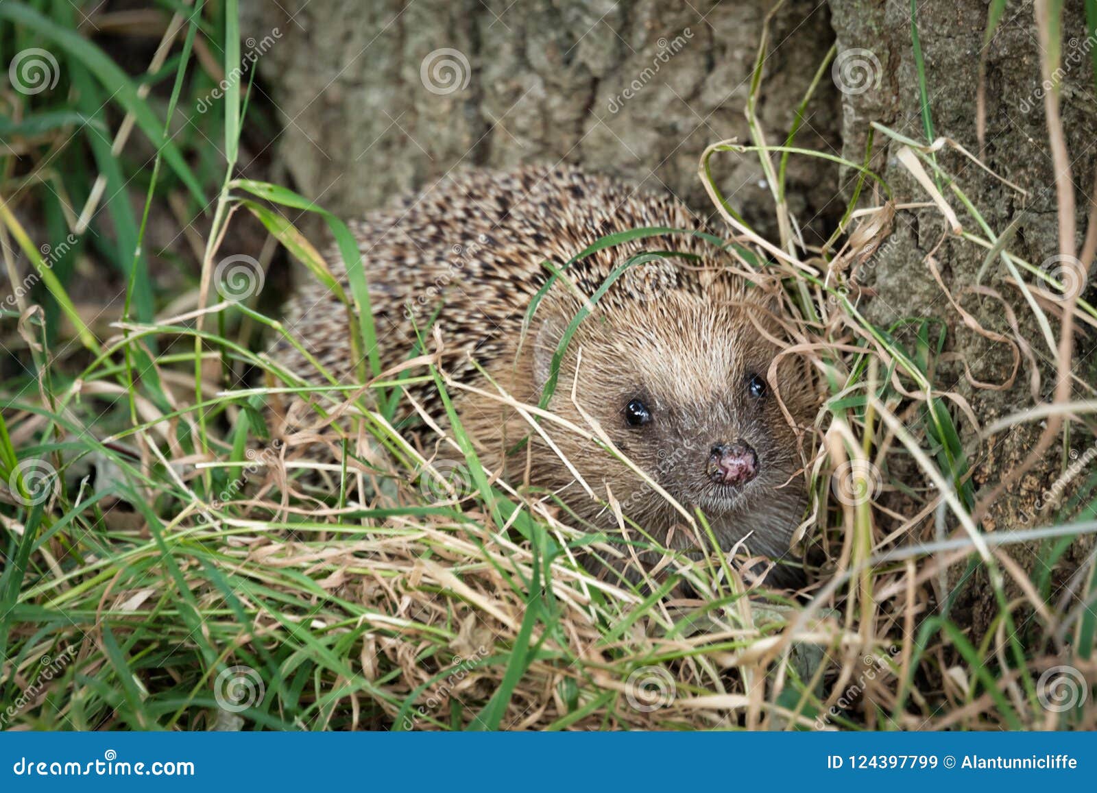 Hedgehog Foraging in the Grass Stock Image - Image of prickly, close ...