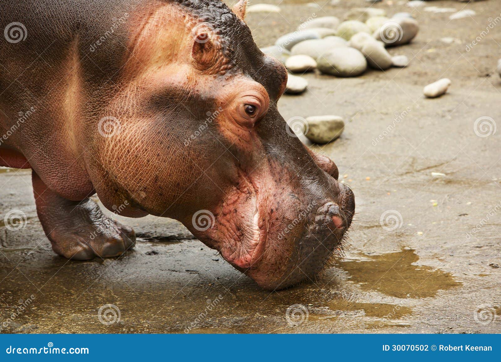 Hippo Head stock photo. Image of danger, grey, horizontal - 30070502
