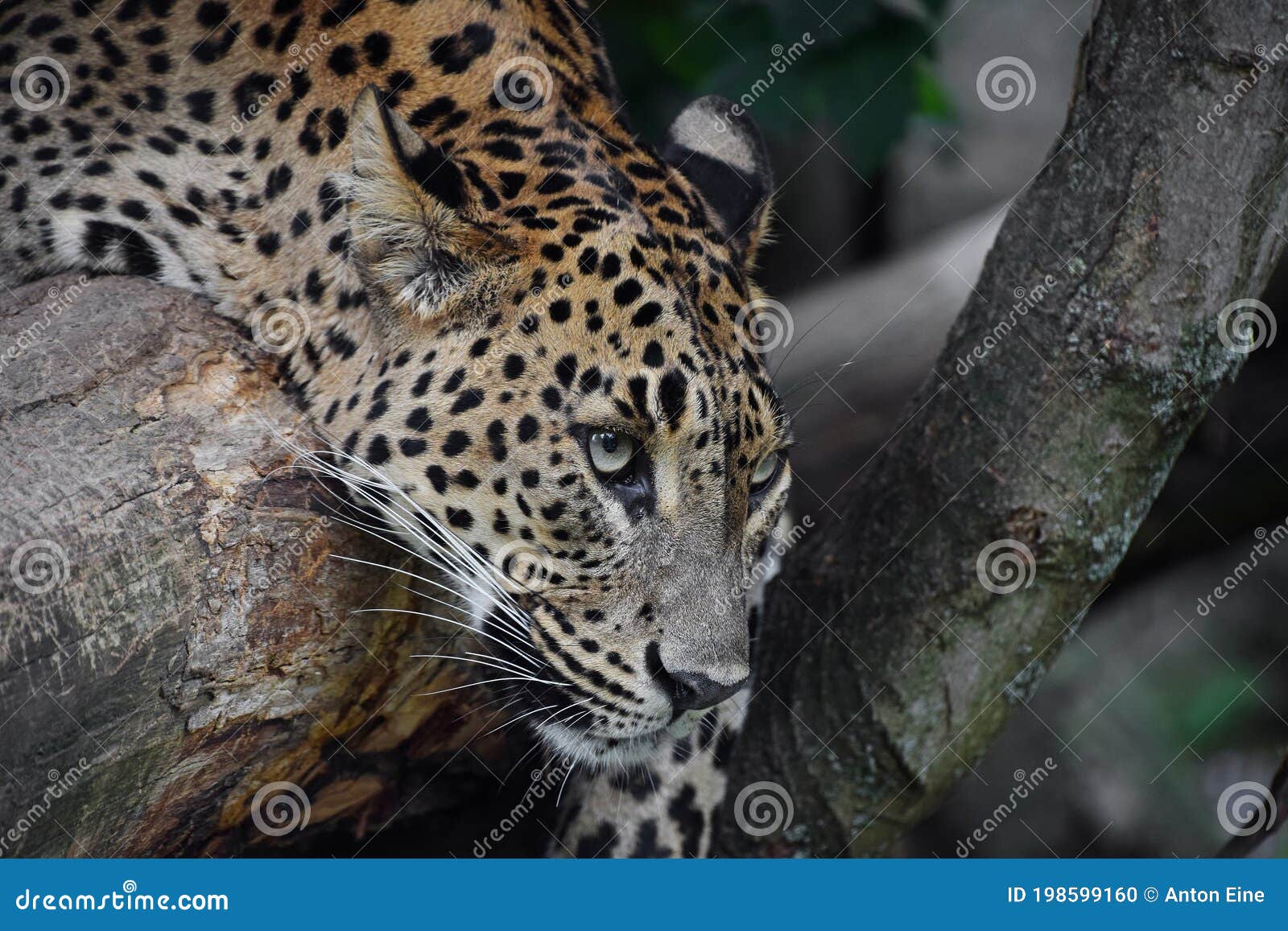 Close Up Profile Portrait of African Leopard Stock Photo - Image of ...