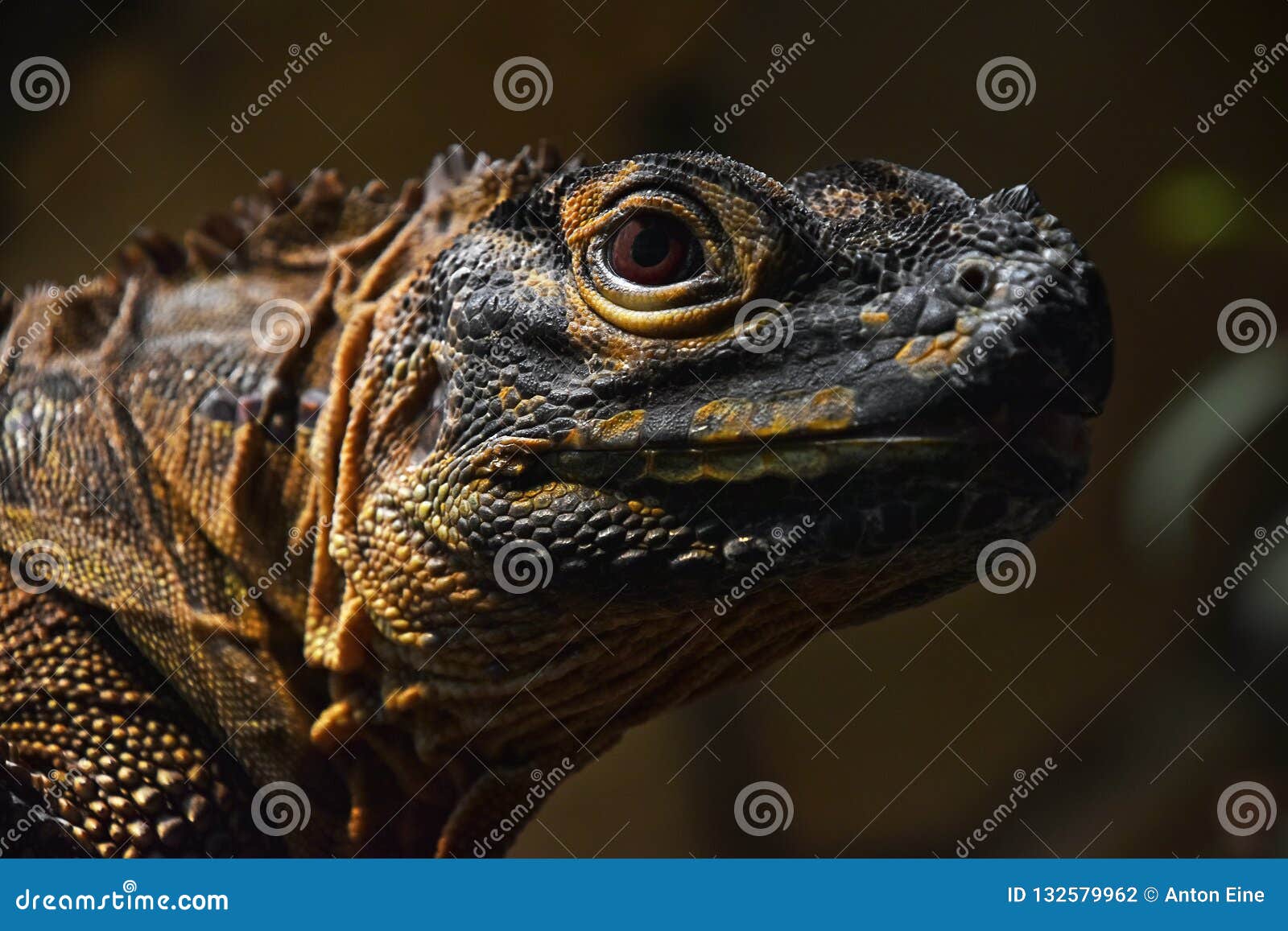 Close Up Profile Portrait of Black Iguana Stock Photo - Image of ...