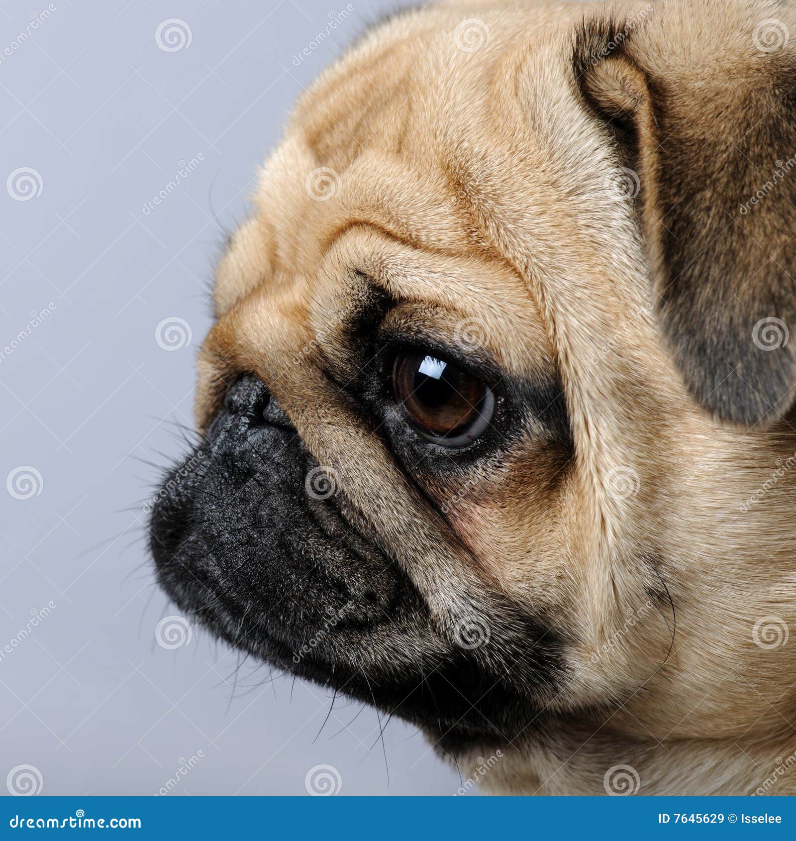 Close-up on a Profile of a Pug (3 Years) Stock Image - Image of ...