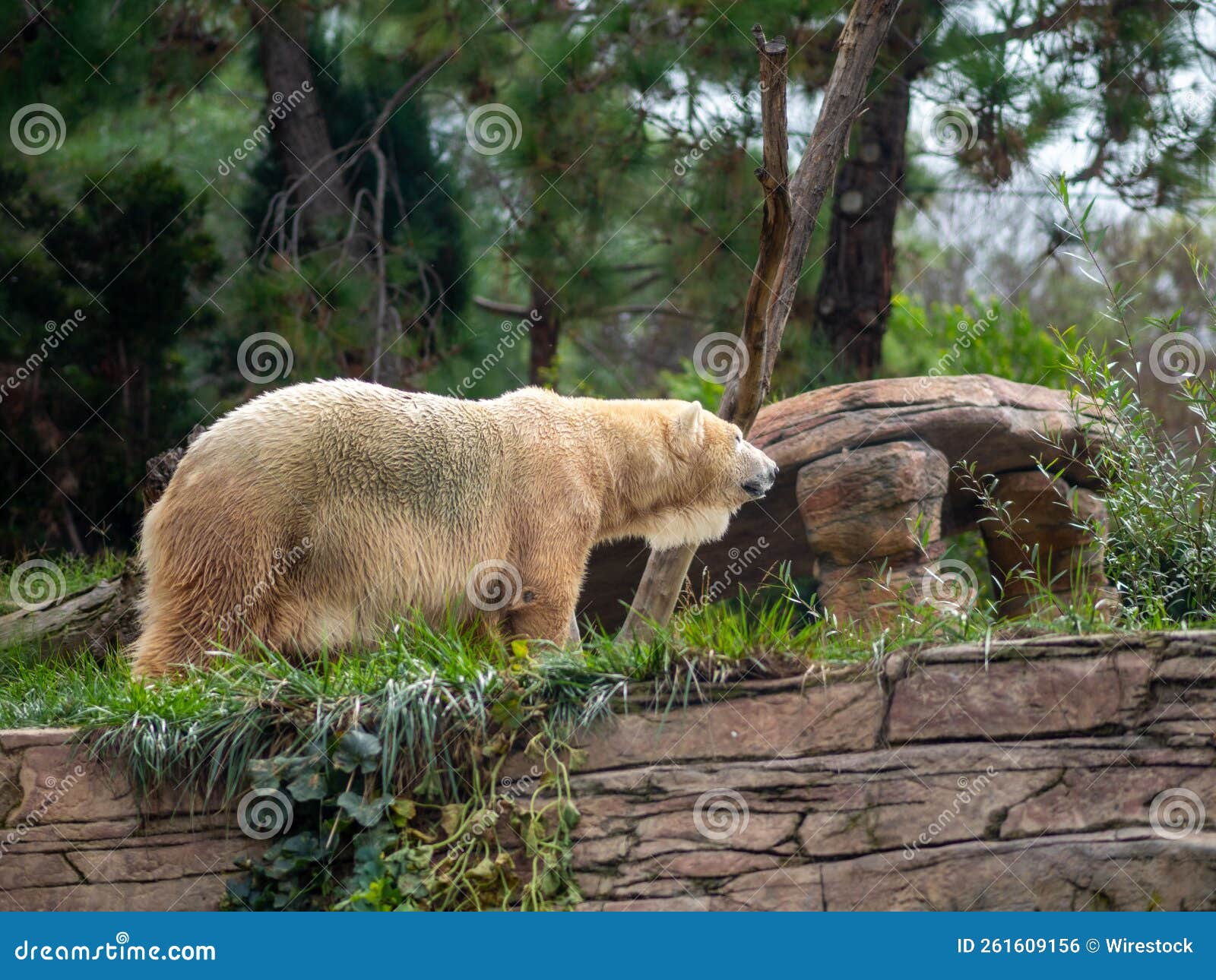 Close-up Profile Shot of a Pizzly Bear in the Greenery Stock Photo ...