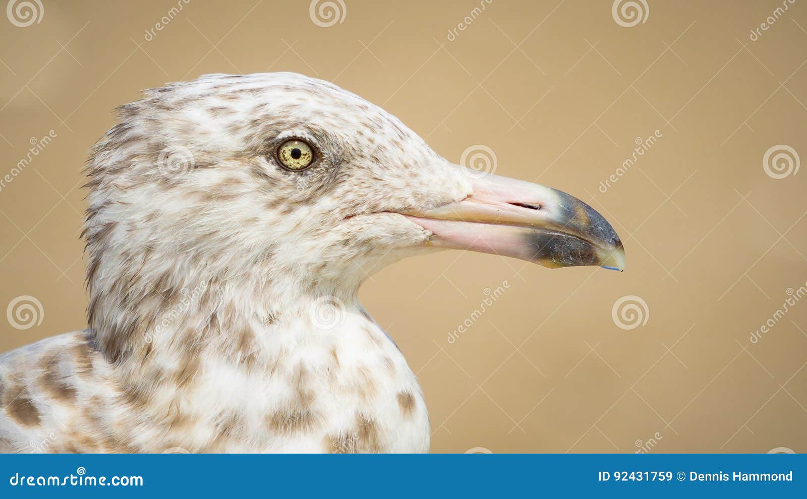 Close Up Profile of a Spotted Seagull Head Stock Image - Image of beach ...