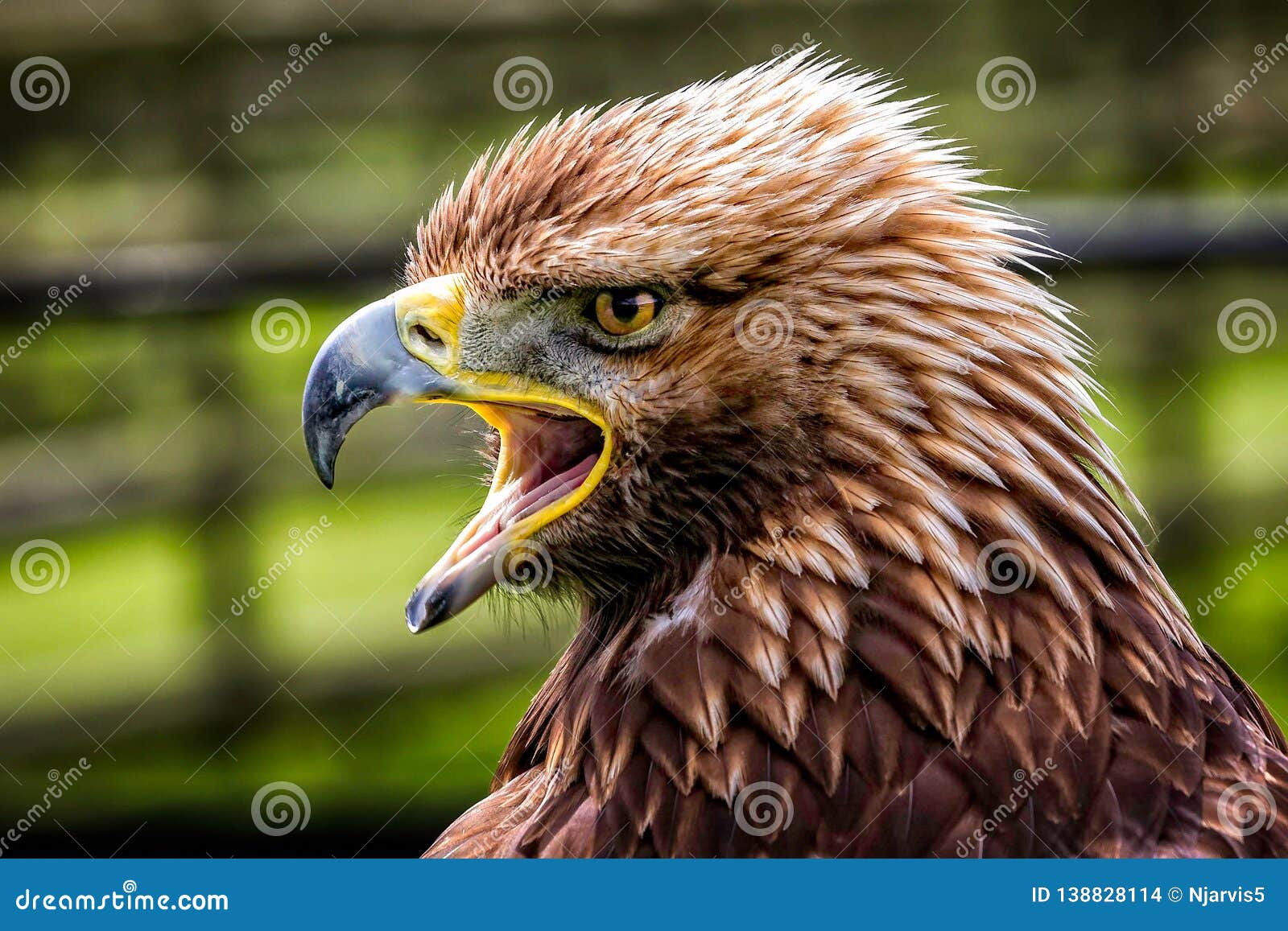 Close Up Profile View of Juvenile Golden Eagle with Beak Open Stock ...