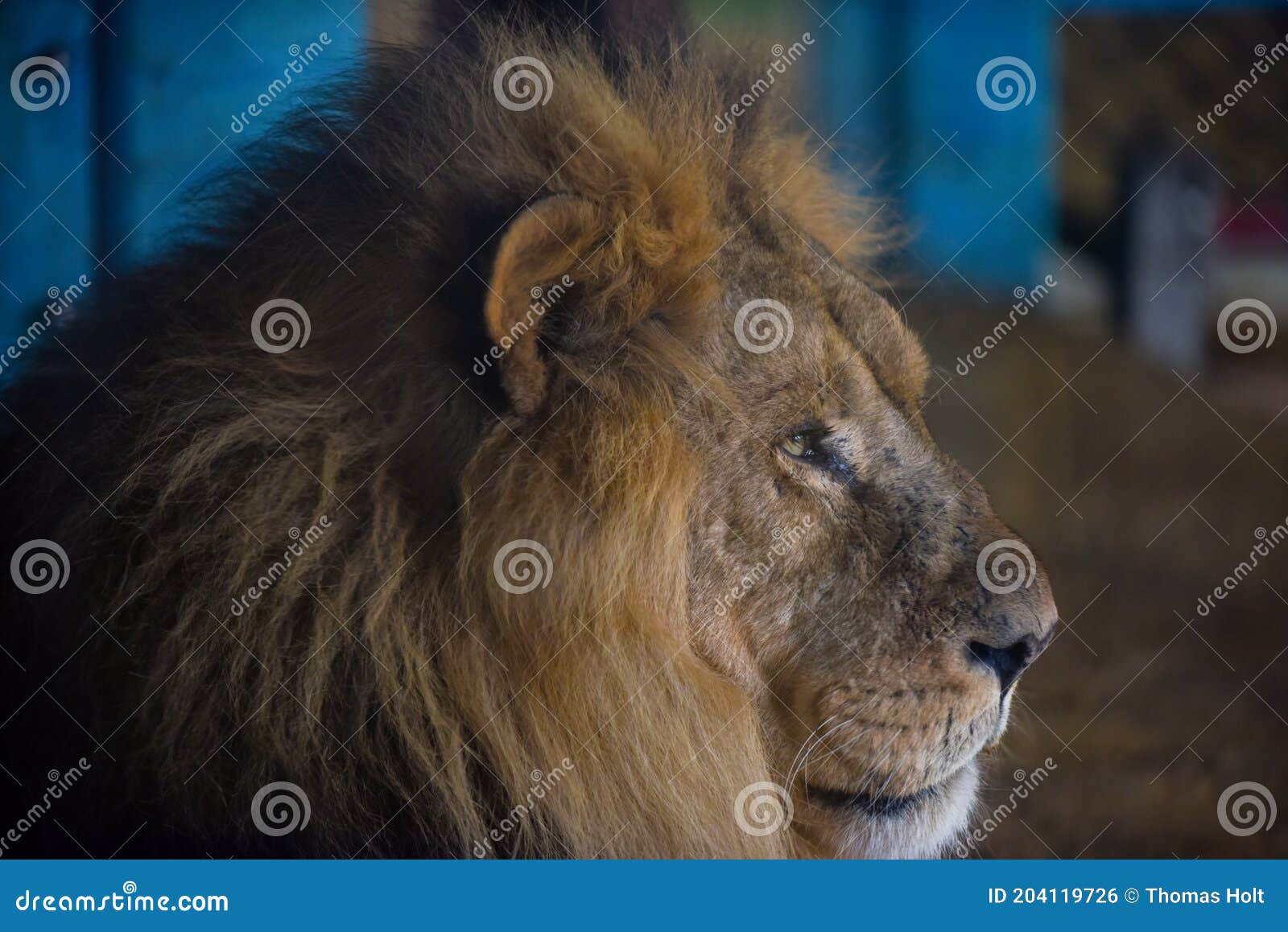 Close Up Profile View of a Male Lion Stock Photo - Image of eyes, hair ...