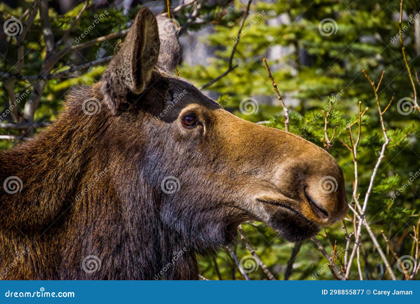 A Close Up Profile View of a Moose in the Wild. Stock Image - Image of ...