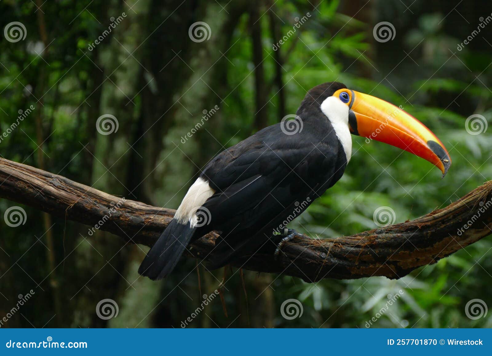 Close-up Profile View of a Toco Toucan Perching on the Branch before ...