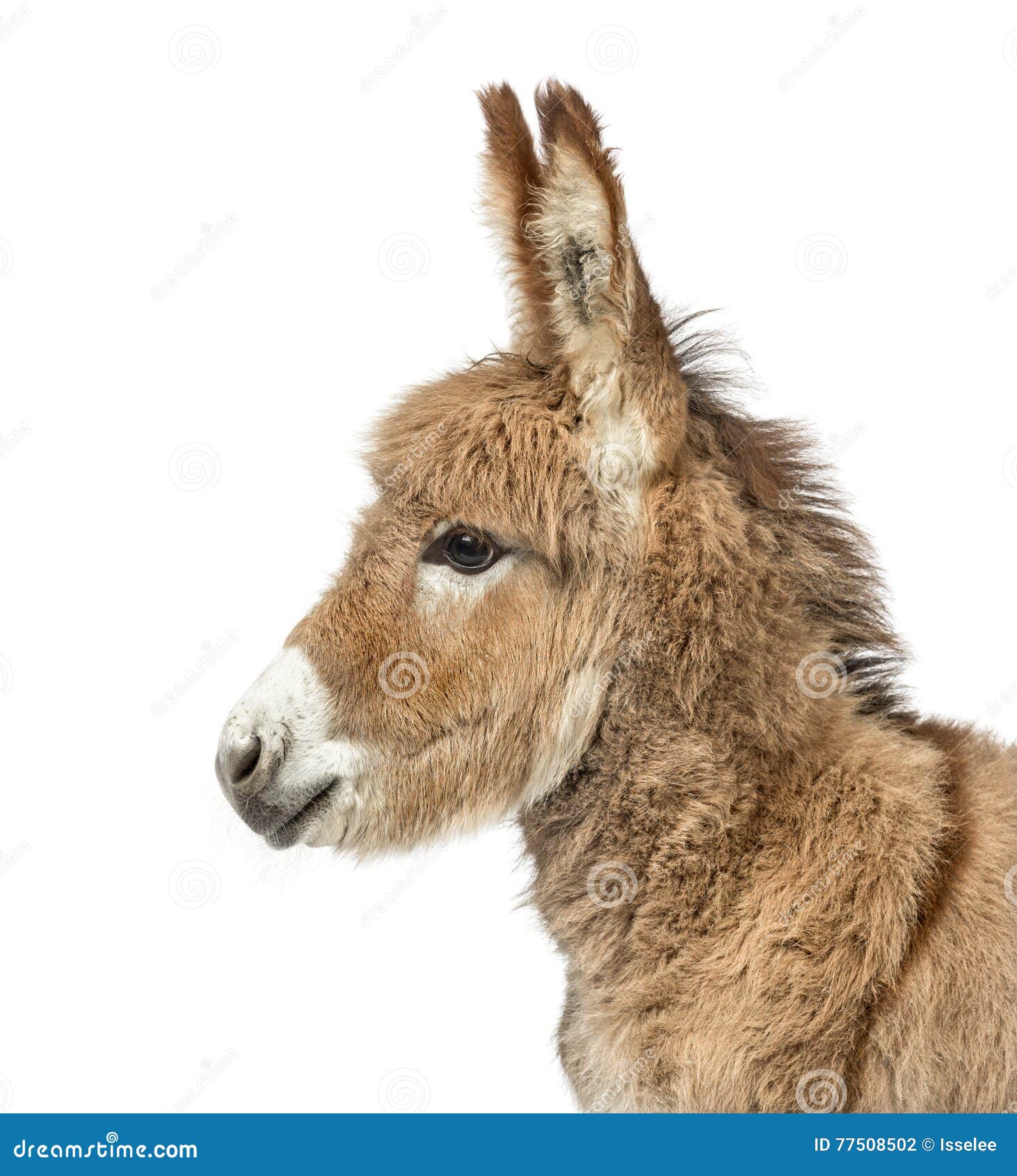 Close-up of Provence Donkey Foal Isolated on White Stock Photo - Image ...