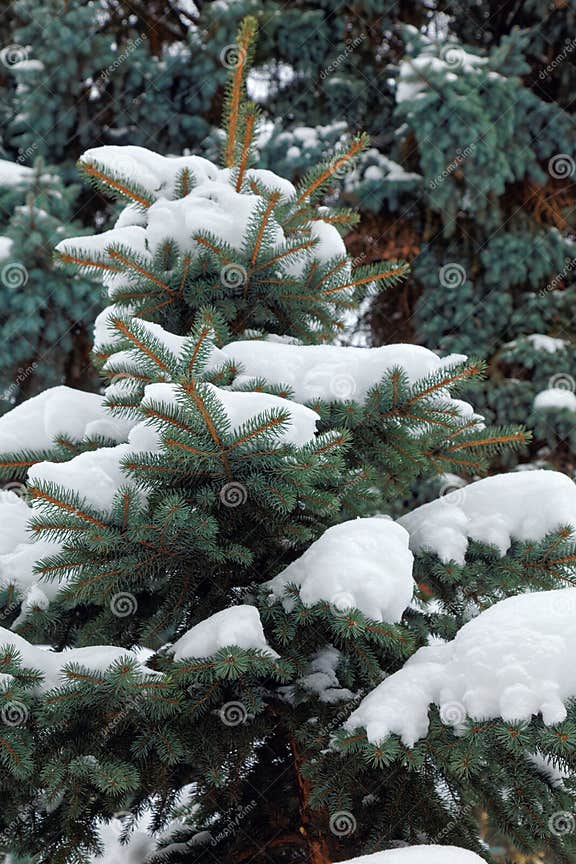 Close Up of a Pruce Branches Under the Cap of Snow. Stock Photo - Image ...