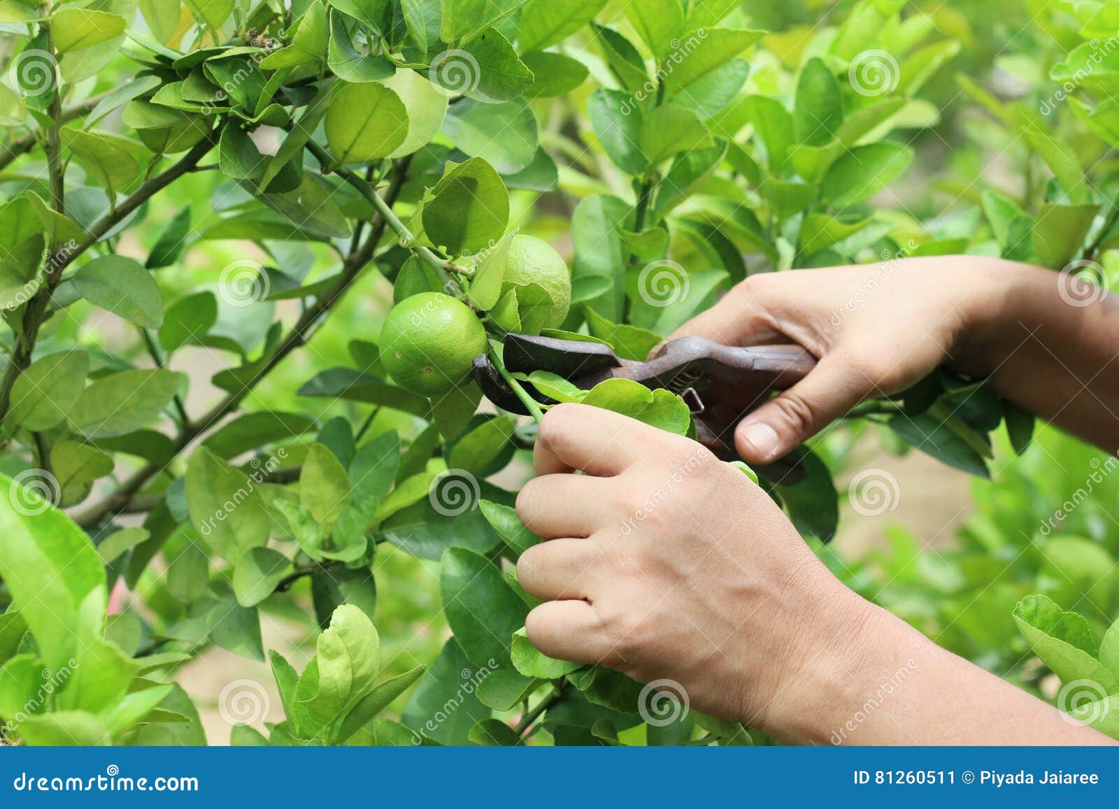 Close Up of Pruning Shears Cutting Lime Stock Image - Image of farm ...