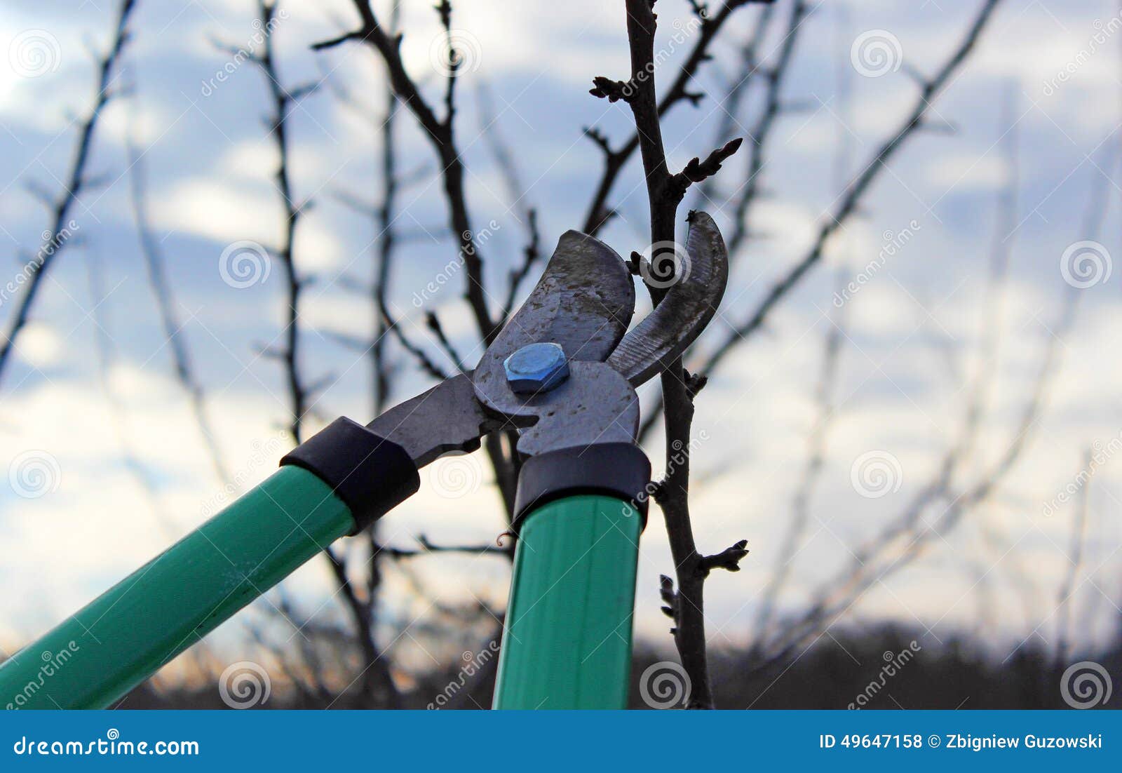 Close Up of the Pruning Vine Branch Stock Photo - Image of glove ...