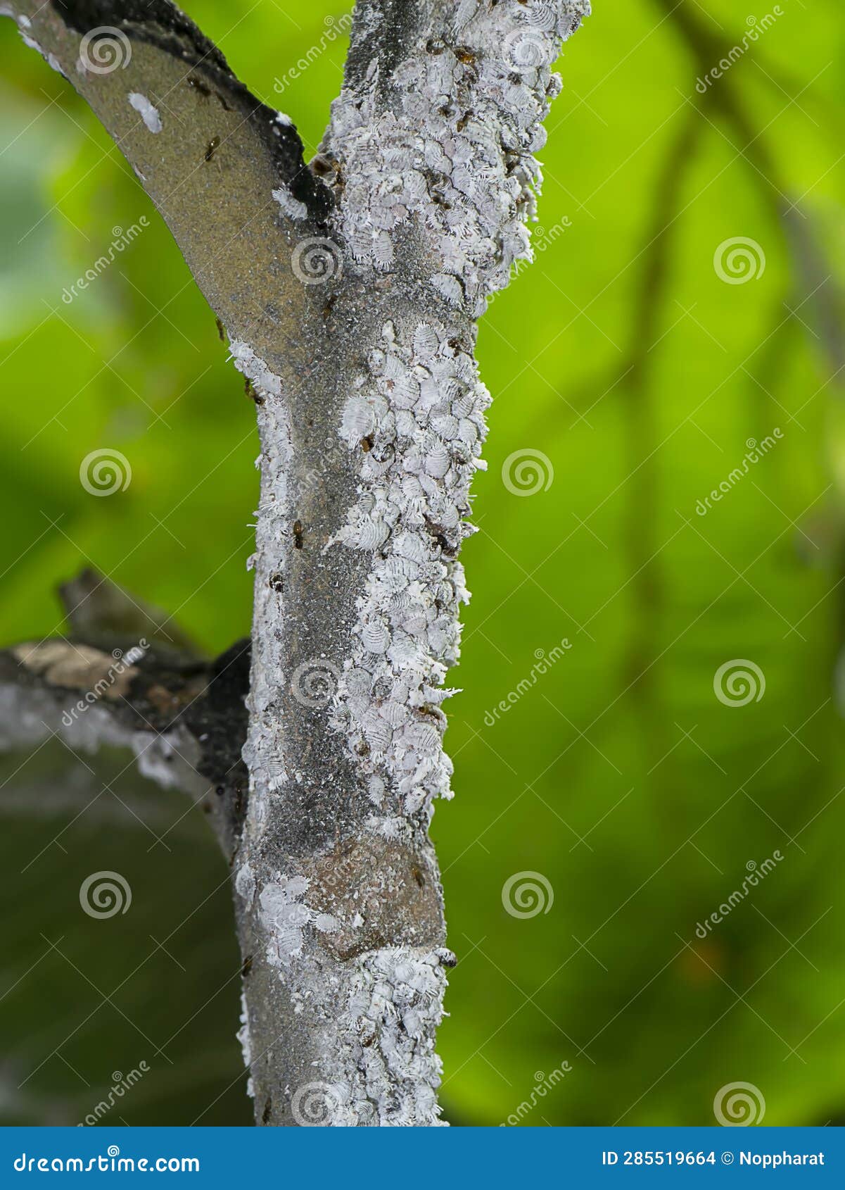 Close Up of Pseudococcidae on Branch Stock Photo - Image of insect ...