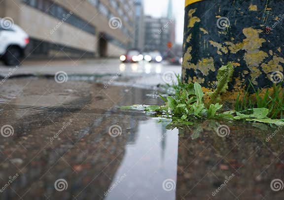 Close Up of a Puddle of Water Stock Image - Image of nature, outdoors ...