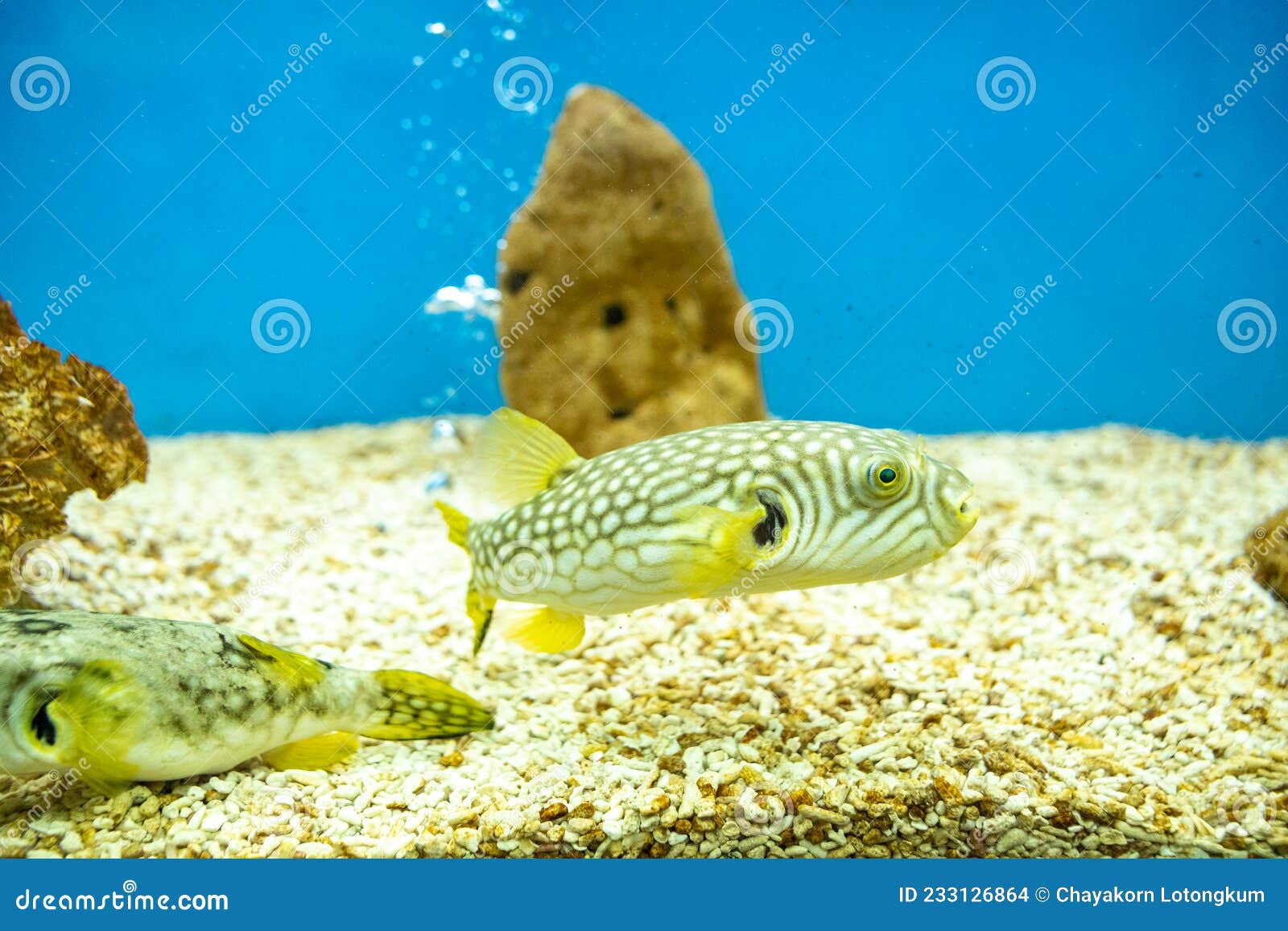 Close Up on Puffer Fish from Aquarium Tank. Stock Photo - Image of ...