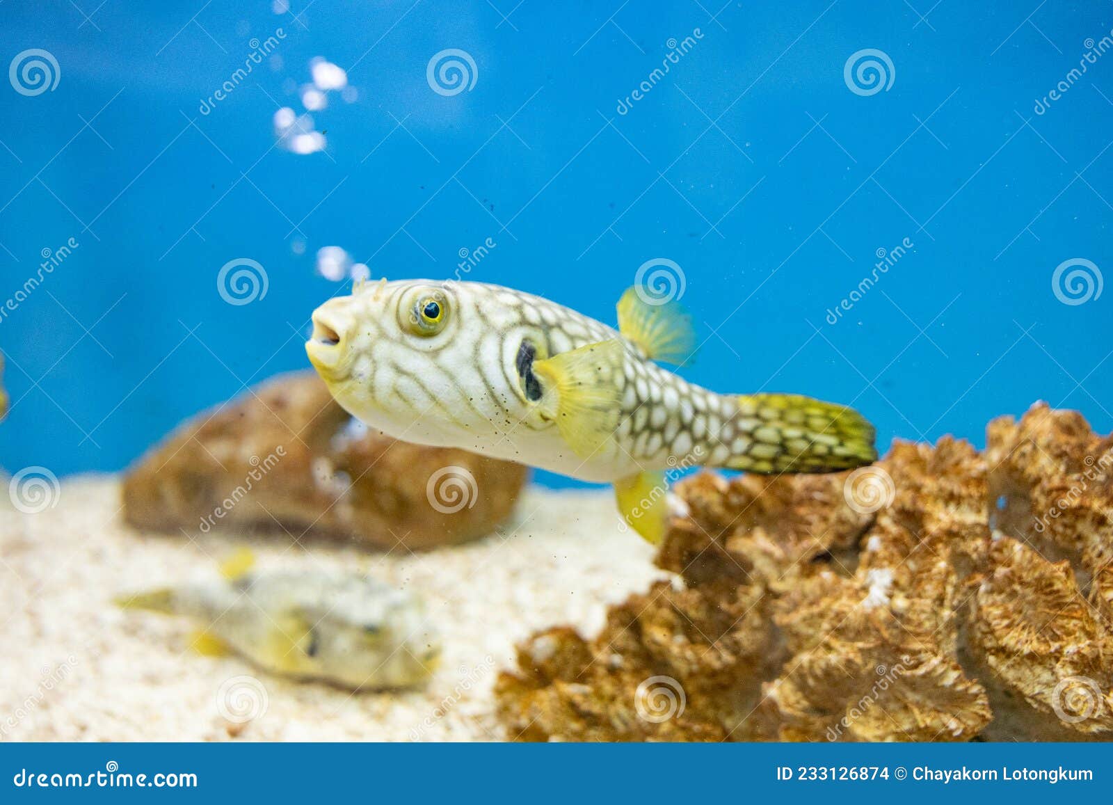 Close Up on Puffer Fish from Aquarium Tank. Stock Photo - Image of ...
