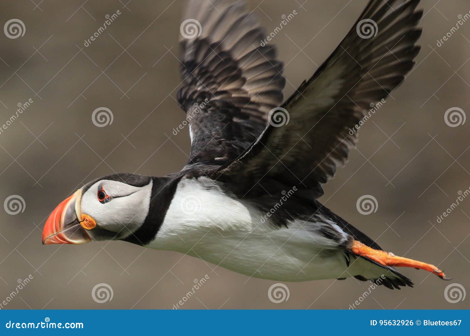Close Up of a Puffin in Flight Stock Photo - Image of feather, closeup ...