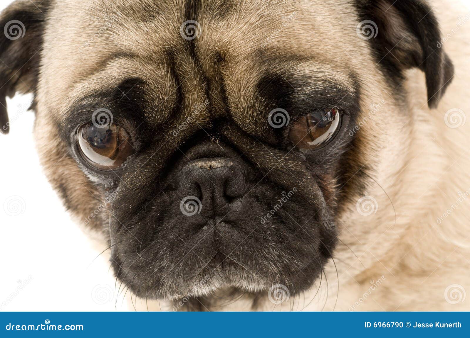 Close up of Pug stock photo. Image of face, close, cute - 6966790
