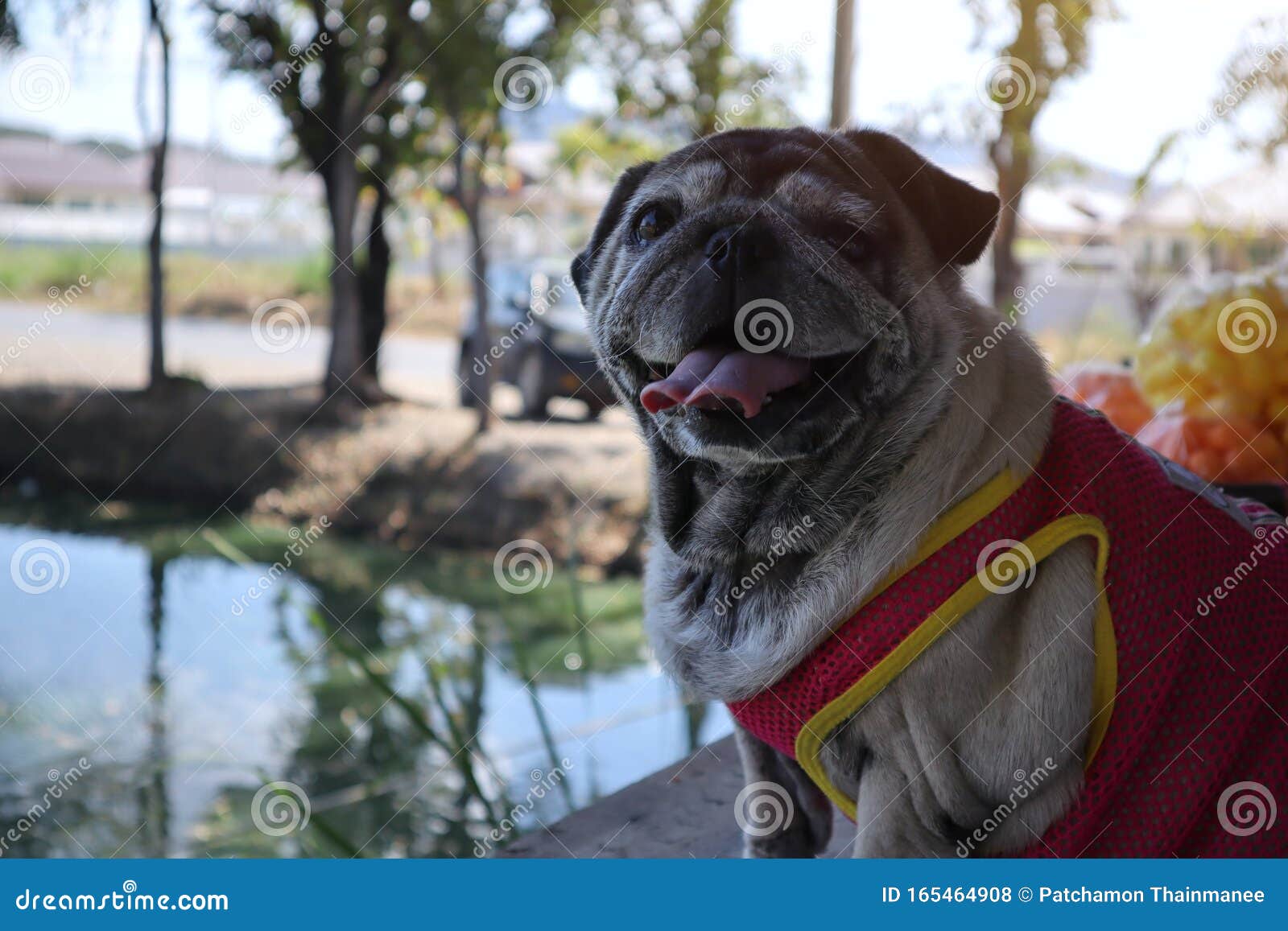 Close-up of the Pug Fat Dog Smiling Happy 库存照片 - 图片 包括有 宠物, 愉快: 165464908