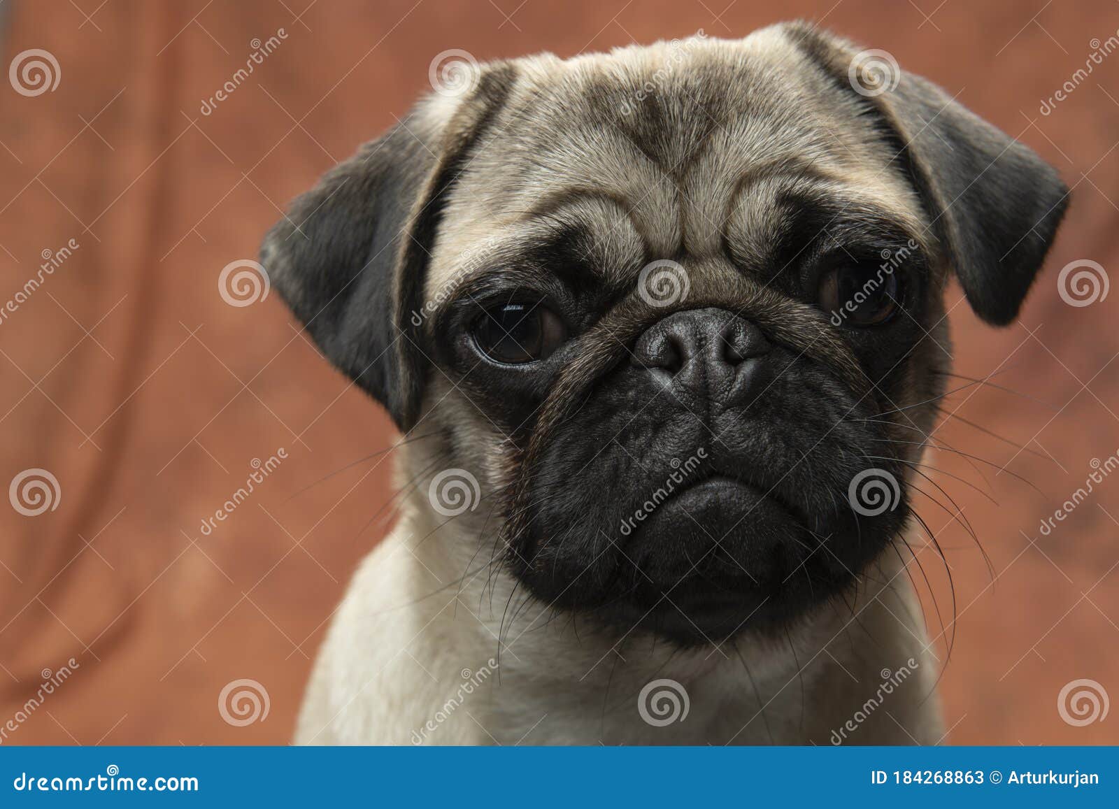 Close-up of Pug stock image. Image of wrinkles, domestic - 184268863