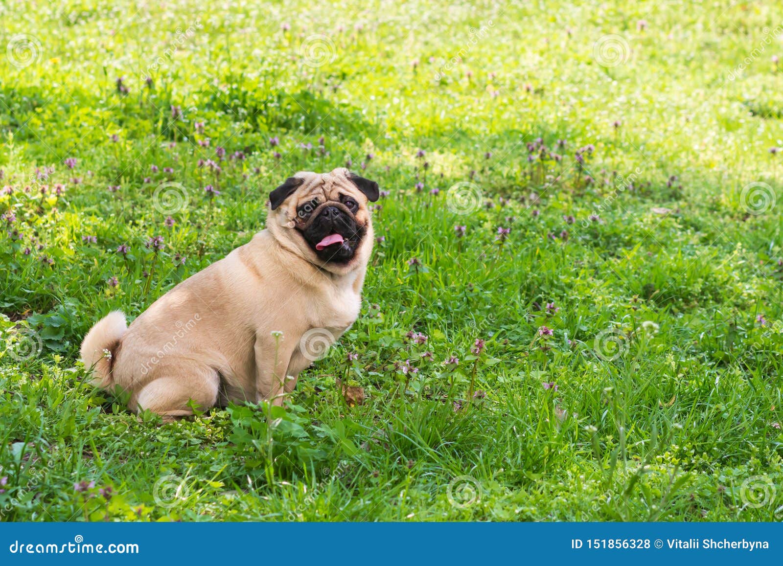 Close-up of Pug on the Green Grass in the Garden Stock Photo - Image of ...