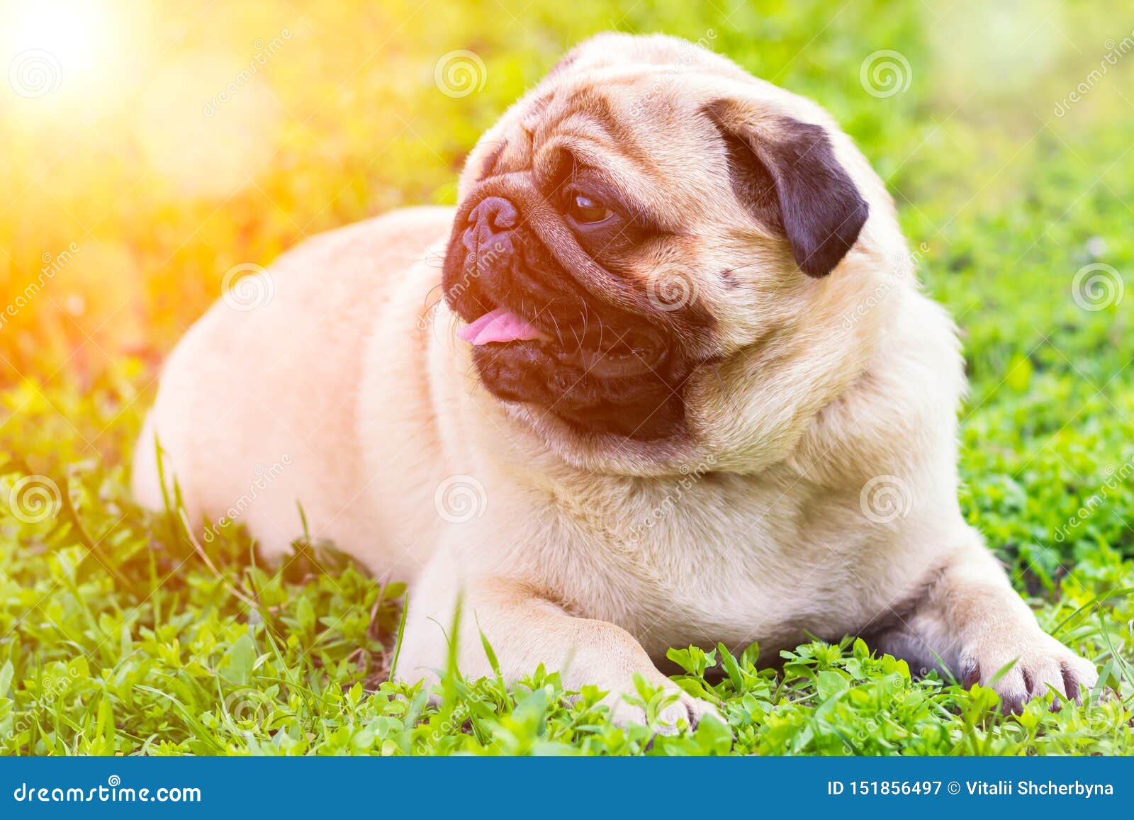 Close-up of Pug on the Green Grass in the Garden Stock Image - Image of ...